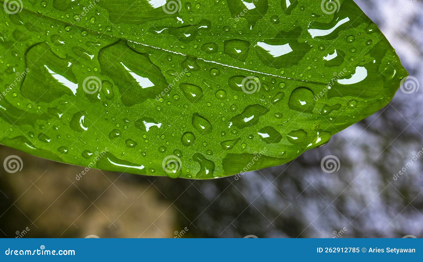 Abstract Background of Leaf with Splash of Water Stock Image - Image of ...