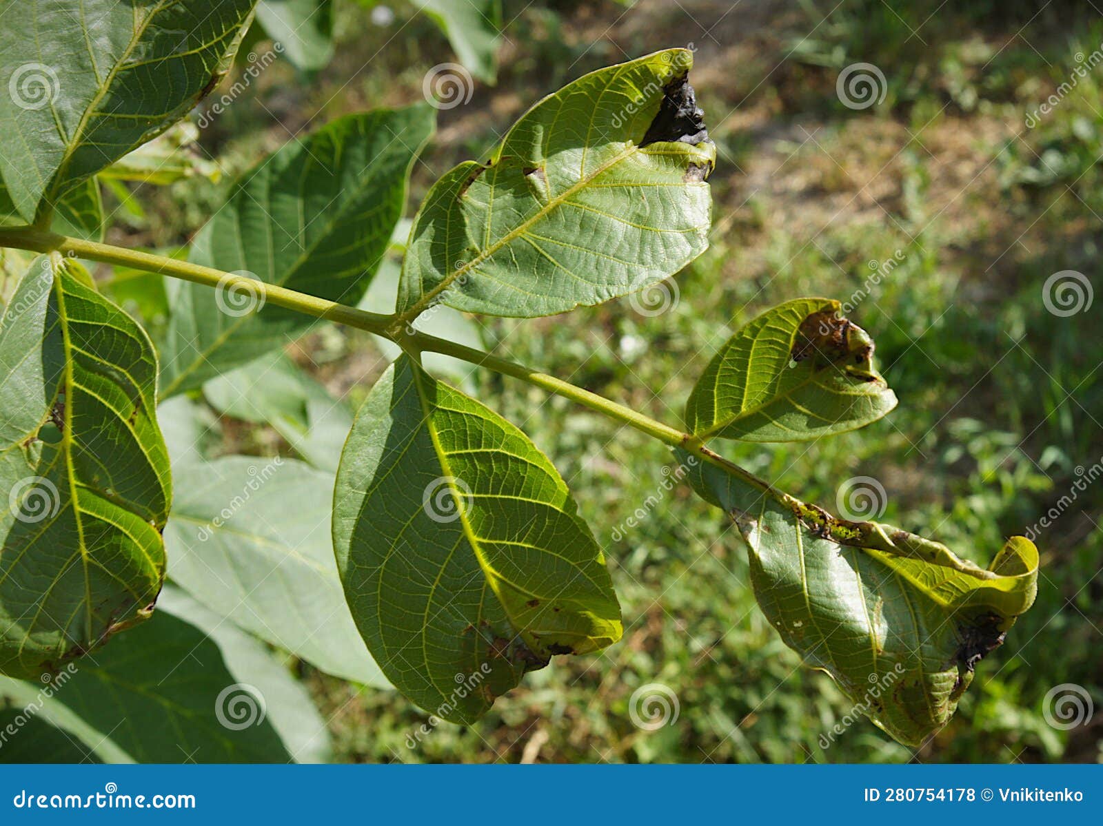 Leaves of Walnut Affected by Pests Stock Photo - Image of food, macro ...