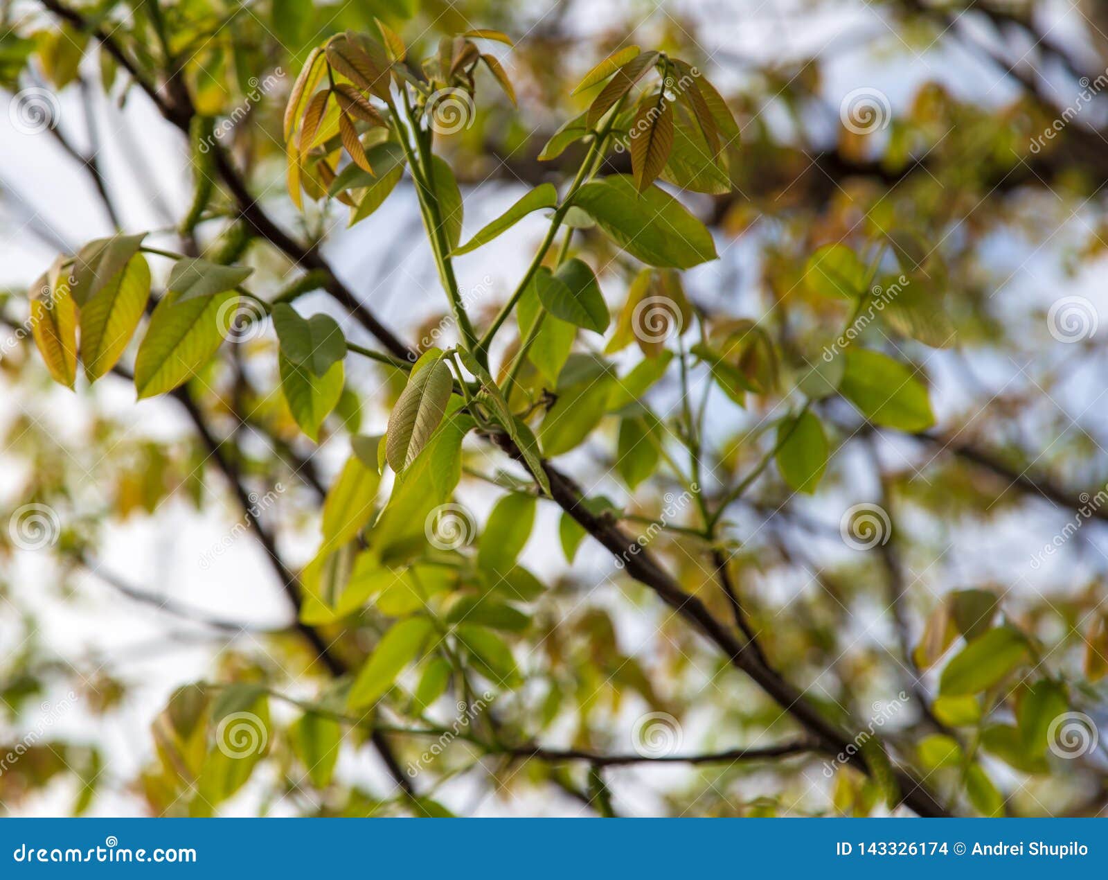 The Leaves on the Walnut Branches in the Spring Stock Photo - Image of ...