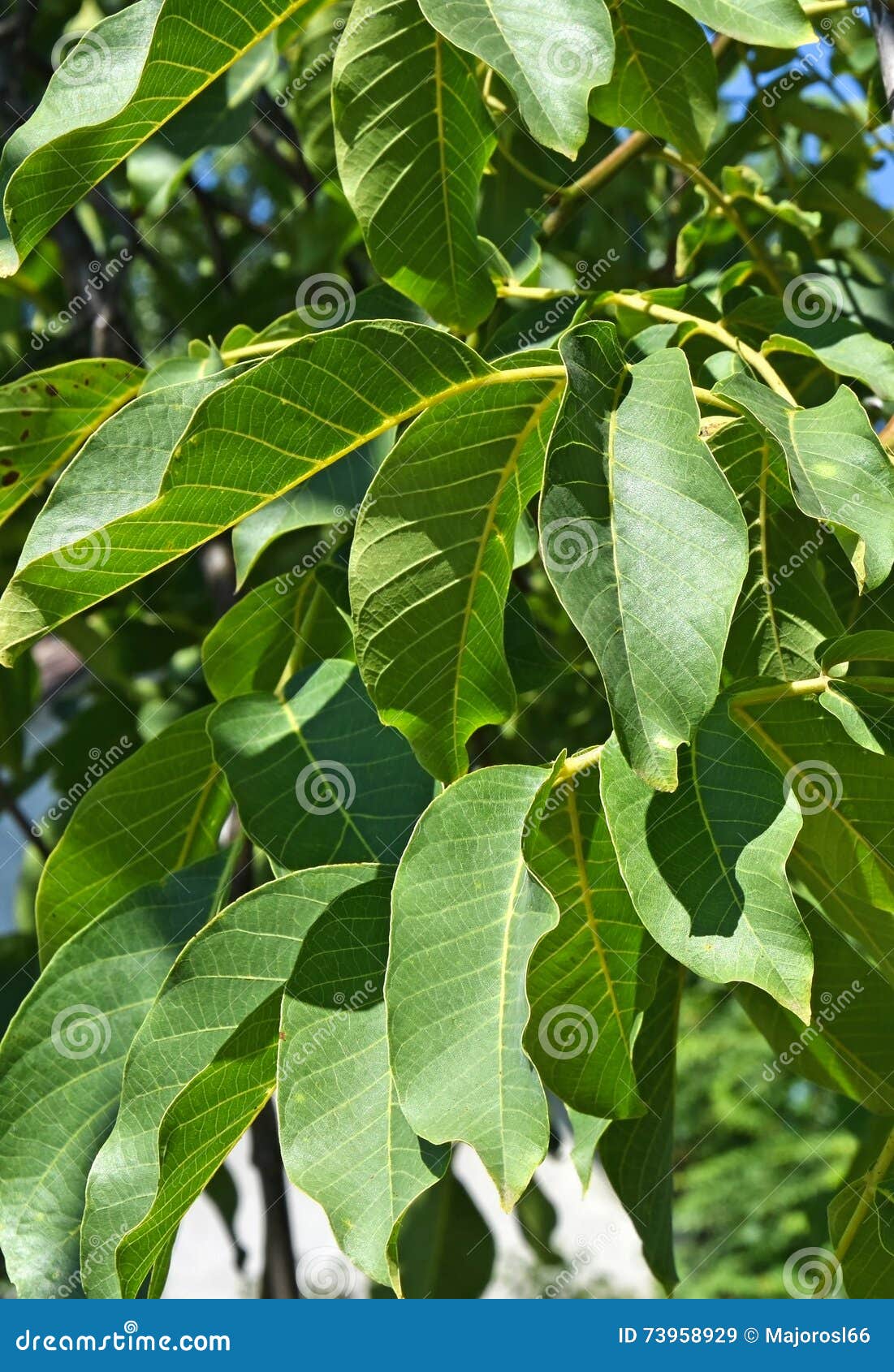 Leaves of the Walnut Tree in Summer Stock Image - Image of green ...