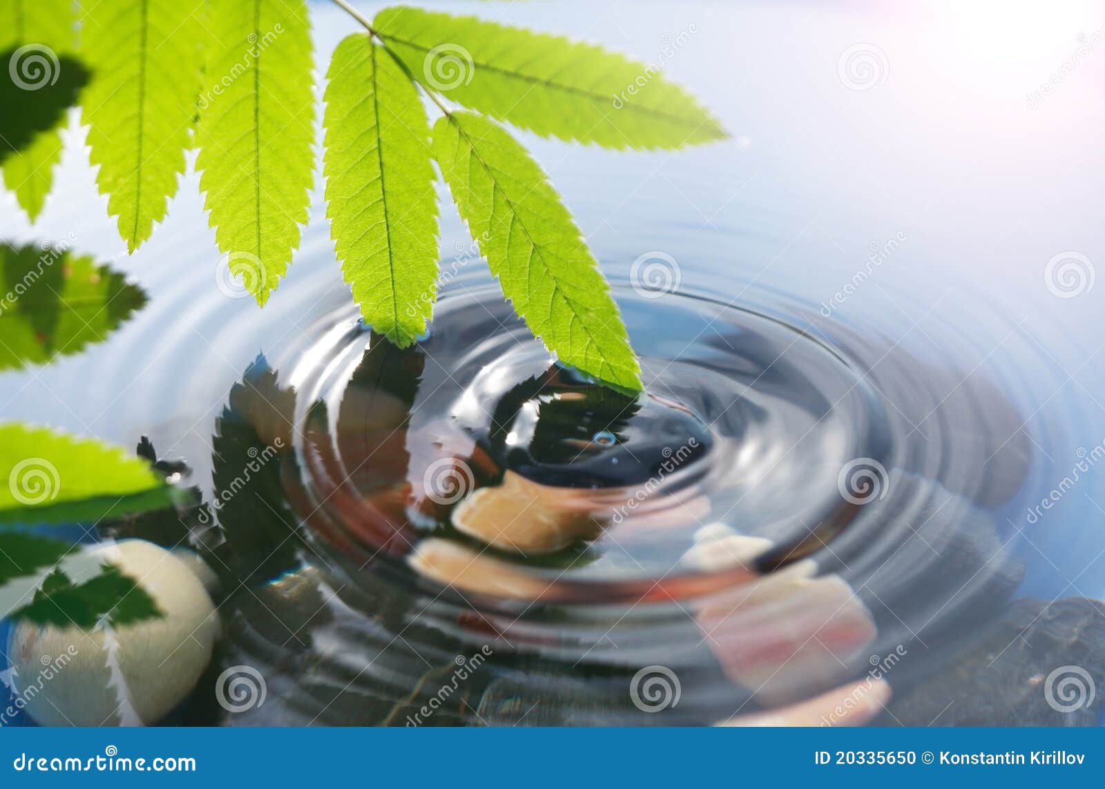 Leaves on the Water stock photo. Image of ecology, forest - 20335650