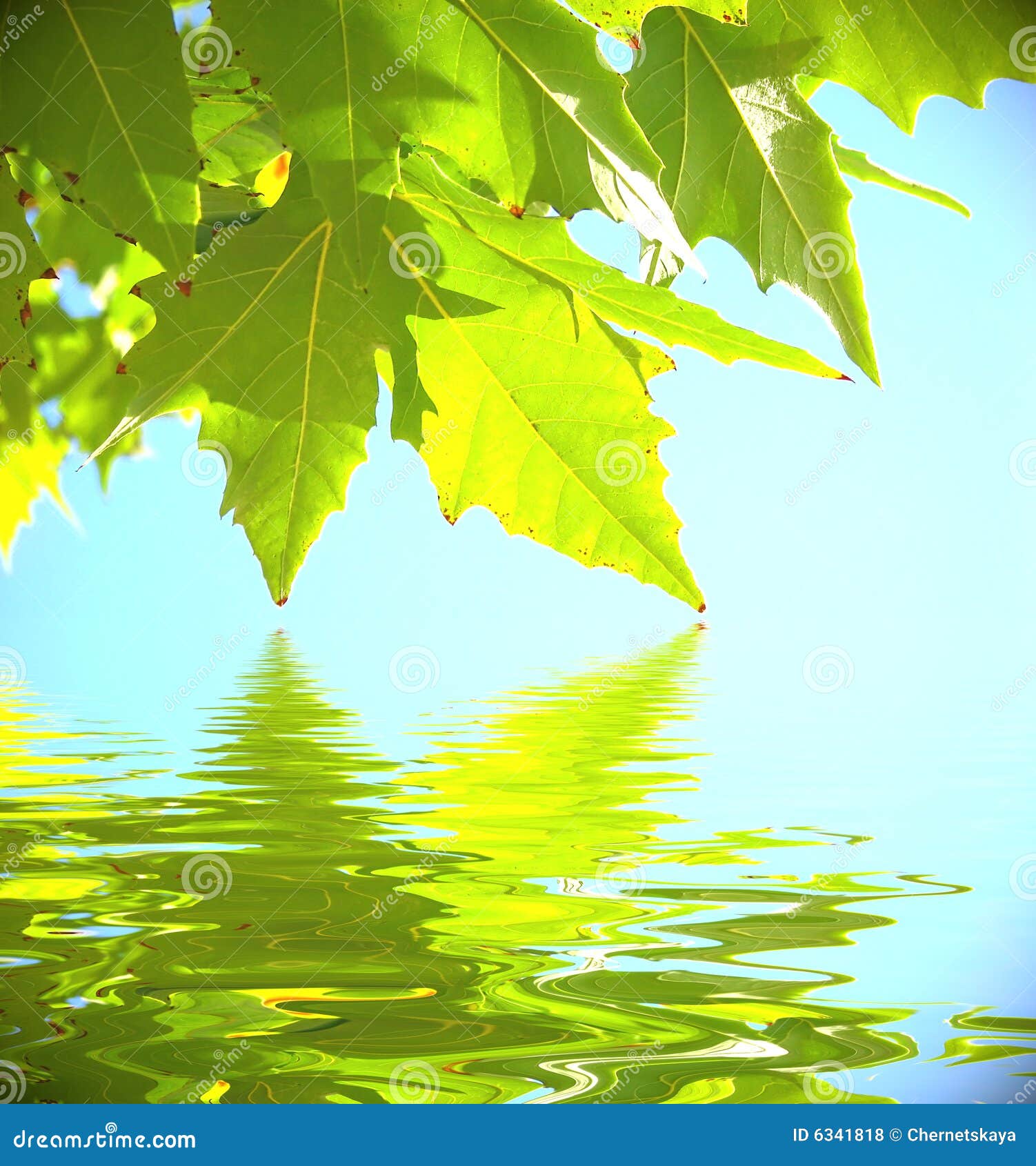 Leaves with water stock photo. Image of summer, plants - 6341818