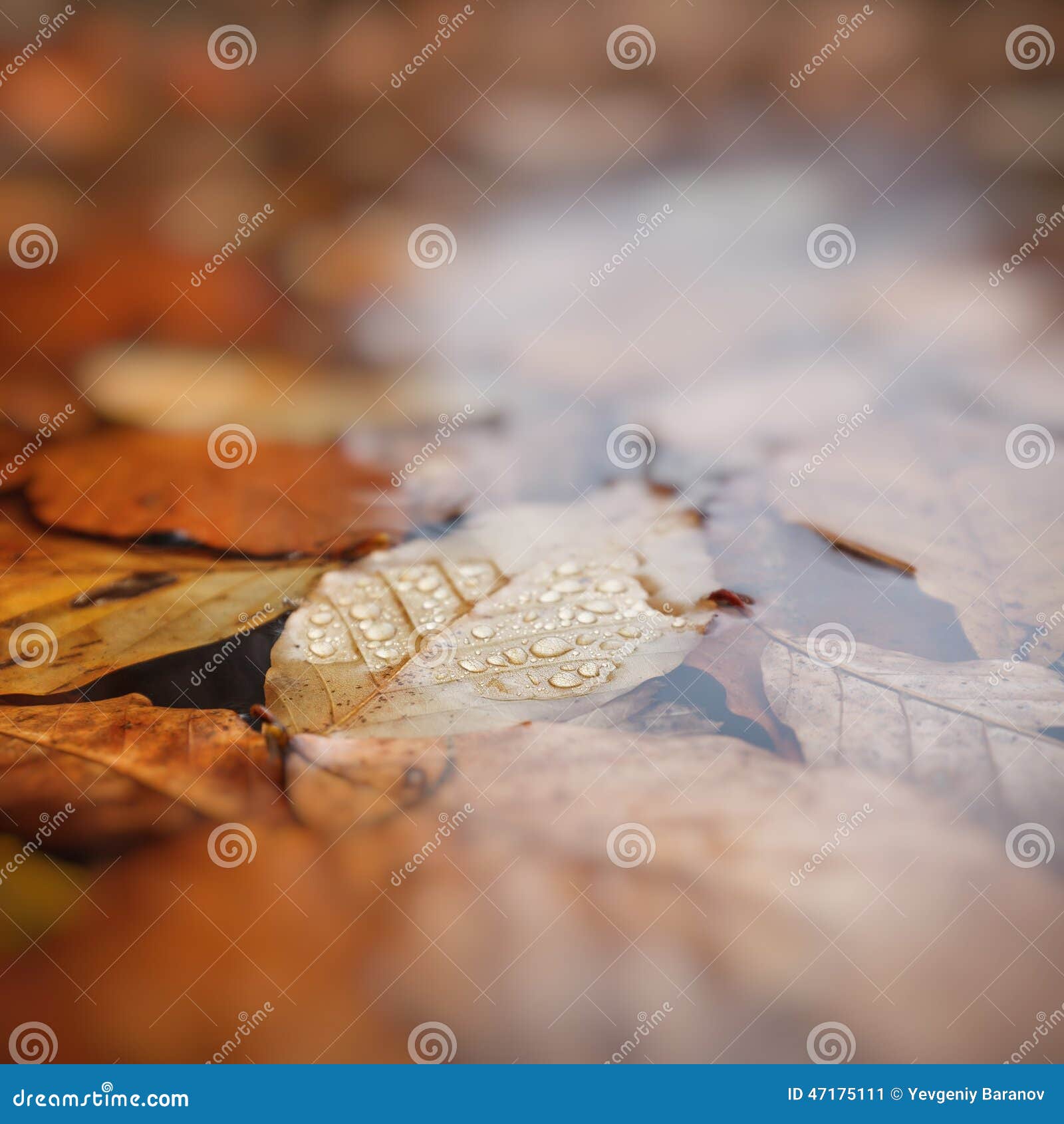 Leaves in Water, Beech Leaves in Autumn, Shallow Depth of Field ...