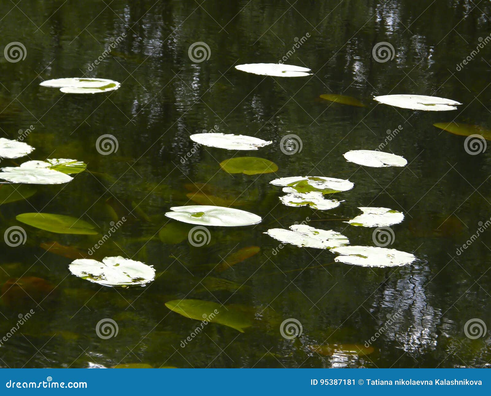 Leaves of Water Cubes on the Lake. Stock Image - Image of lake ...