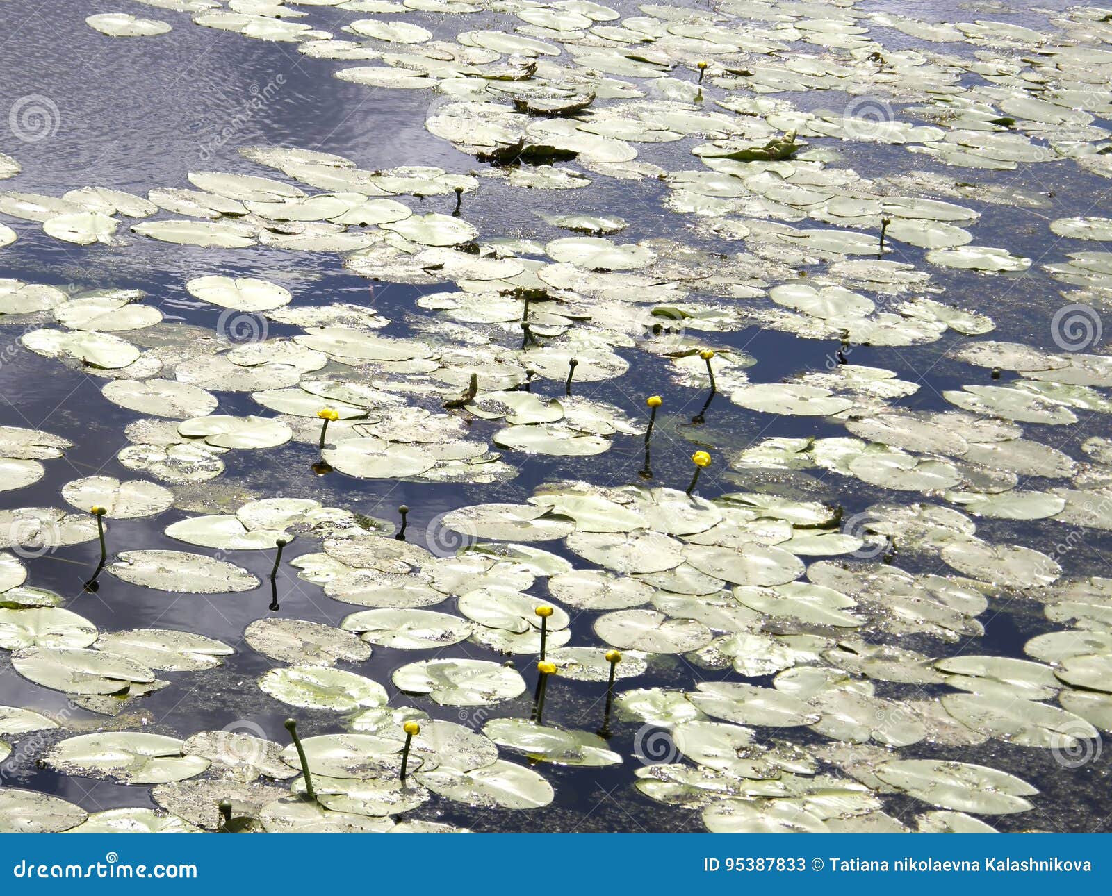Leaves of Water Cubes on the Lake. Stock Image - Image of lily, botany ...