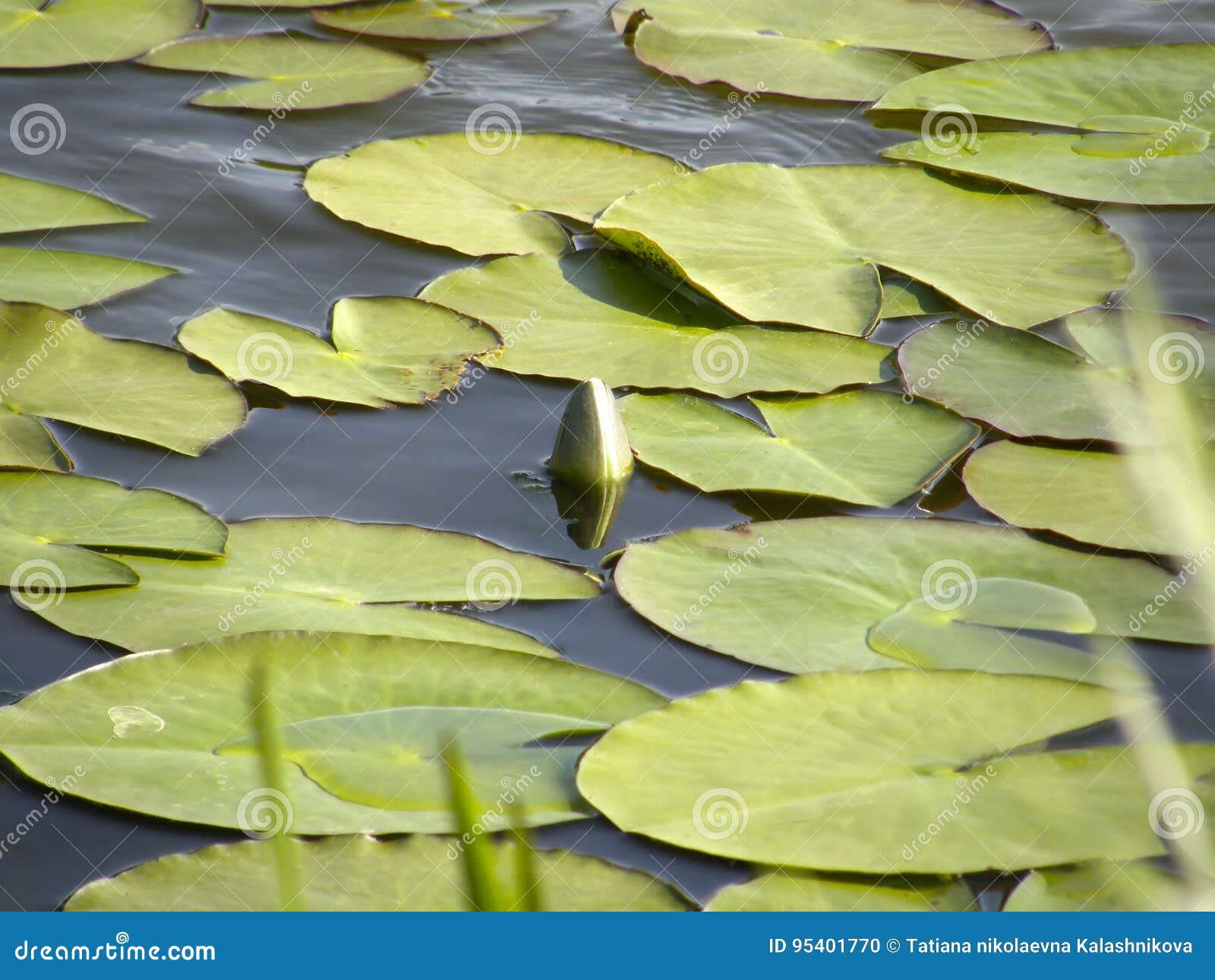 Leaves of Water Cubes on the Lake. Stock Photo - Image of pond ...