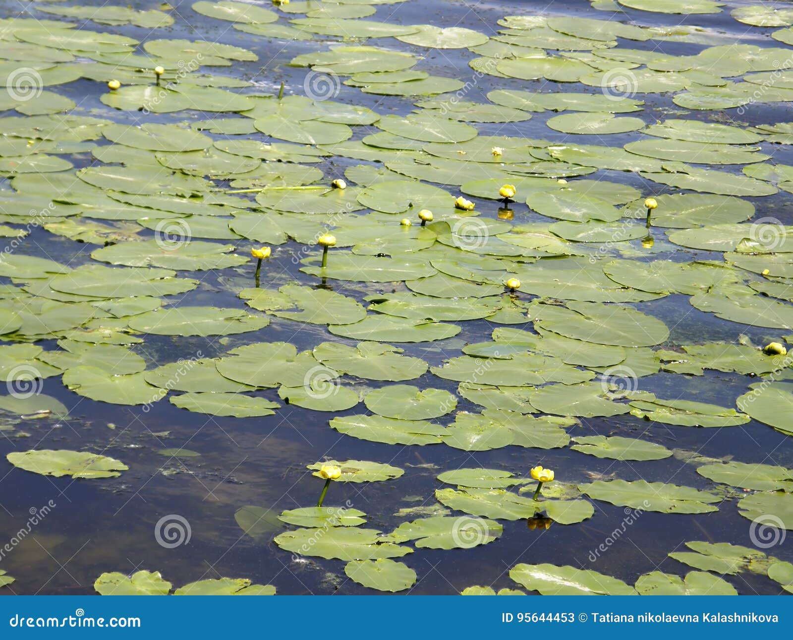 Leaves of Water Cubes on the Lake. Stock Image - Image of lake, lily ...