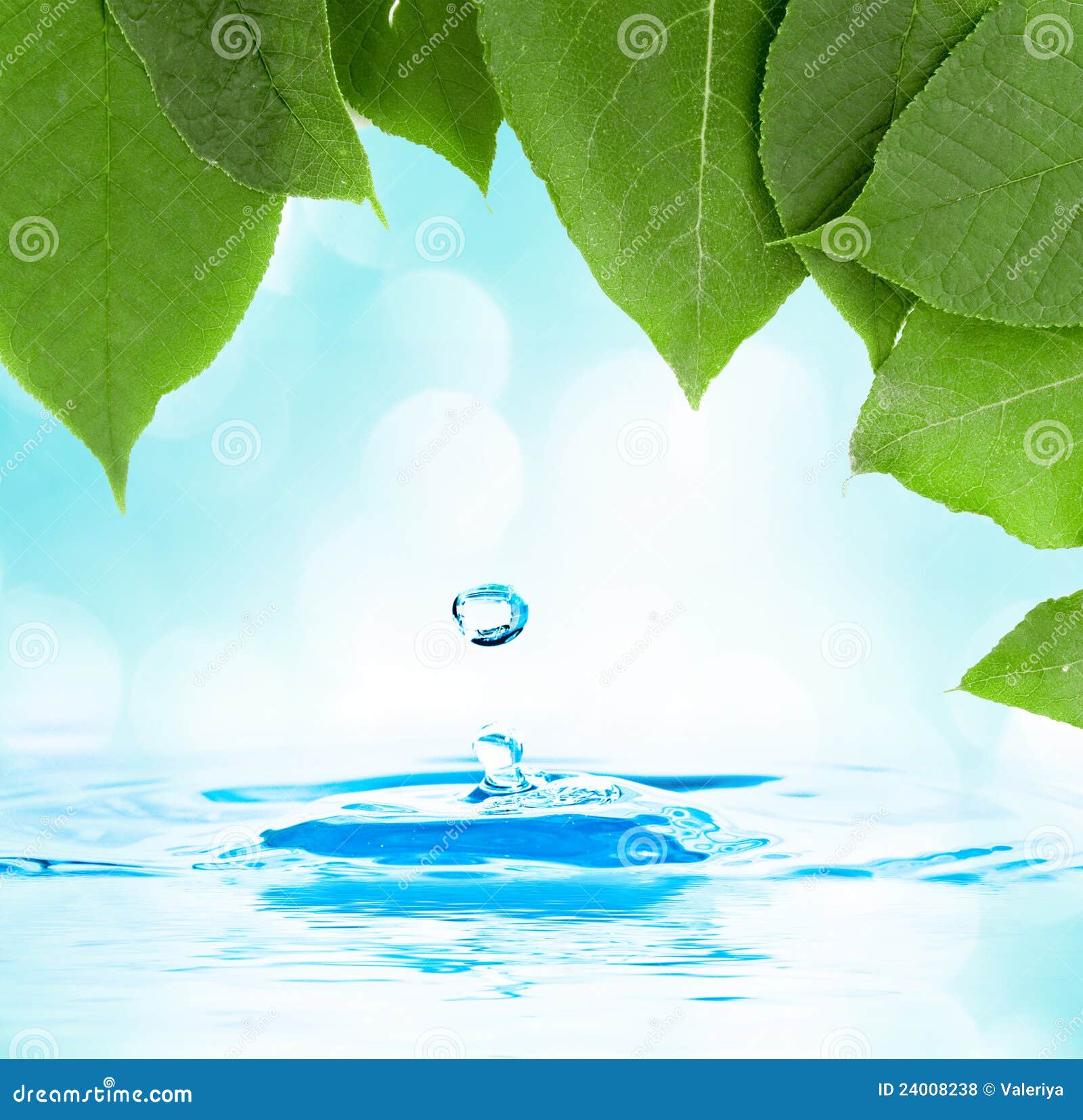 Leaves with Water Droplet Over Water Reflection Stock Photo - Image of ...