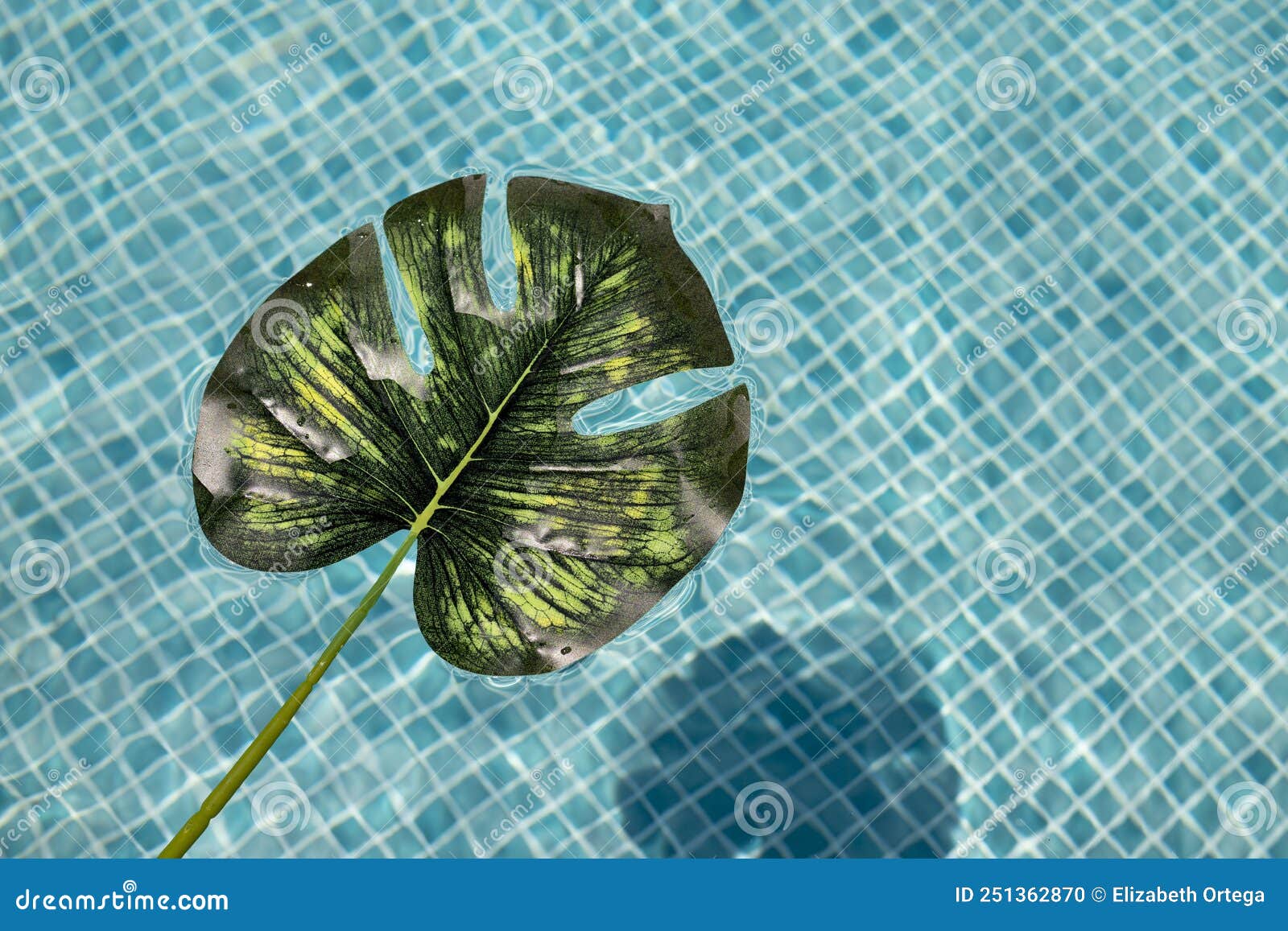 Leaves on the Water, Palm Leaves in the Pool, Green Tiled Pool Stock ...