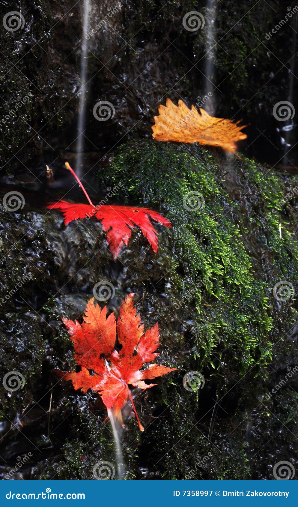 Leaves in waterfall stock image. Image of nature, forest - 7358997