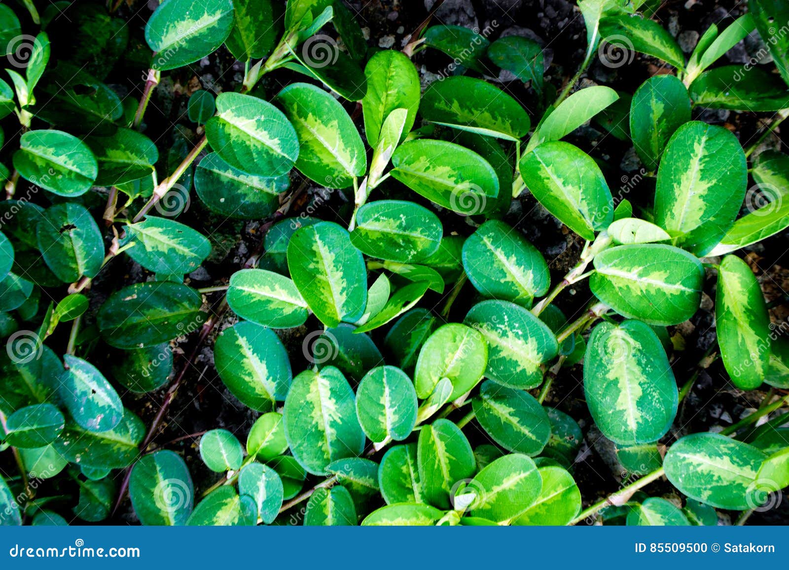 Leaves of Weed As Background Texture Stock Photo - Image of outdoor ...