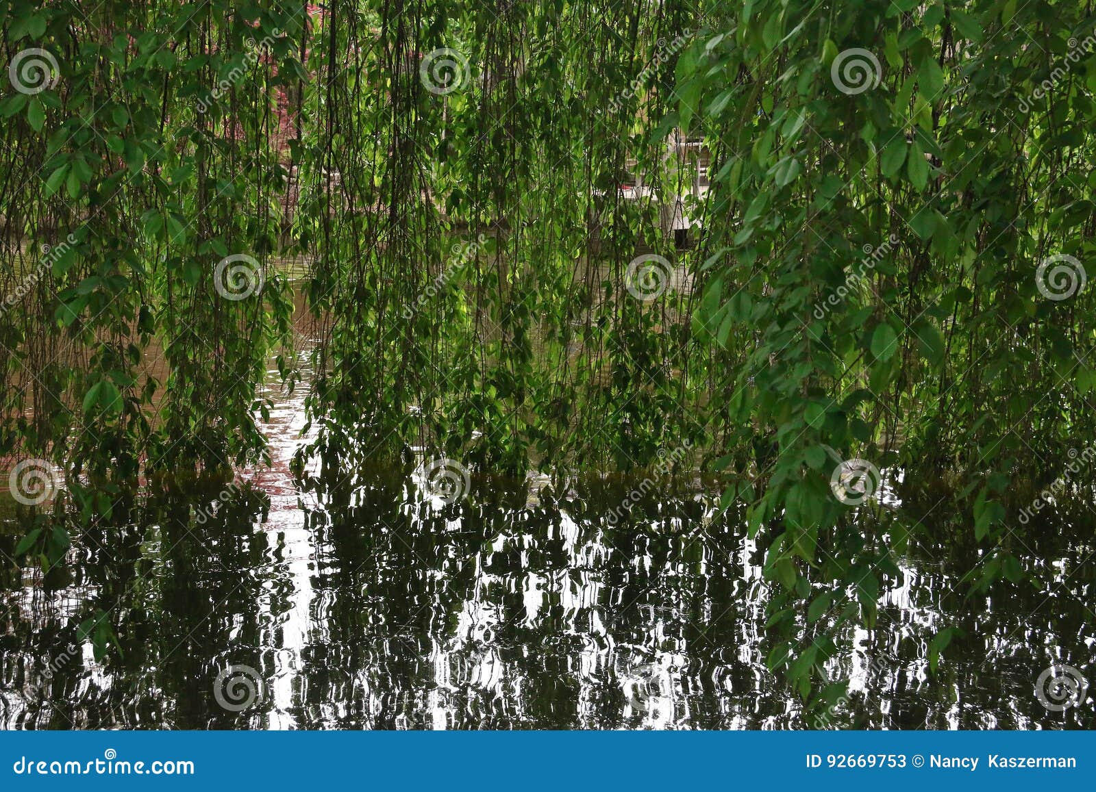 Leaves from Weeping Willow Tree Over Pond Stock Image - Image of ...