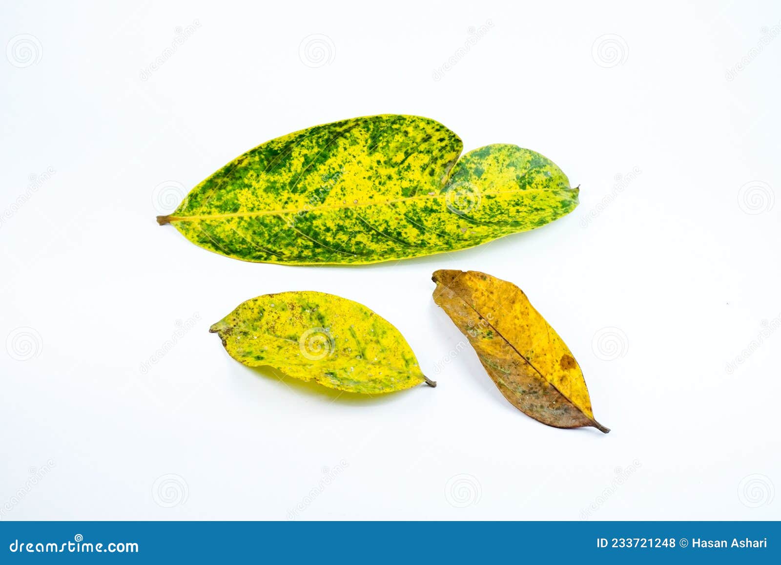 Half Dried Leaves on White Background Stock Photo - Image of dish, food ...