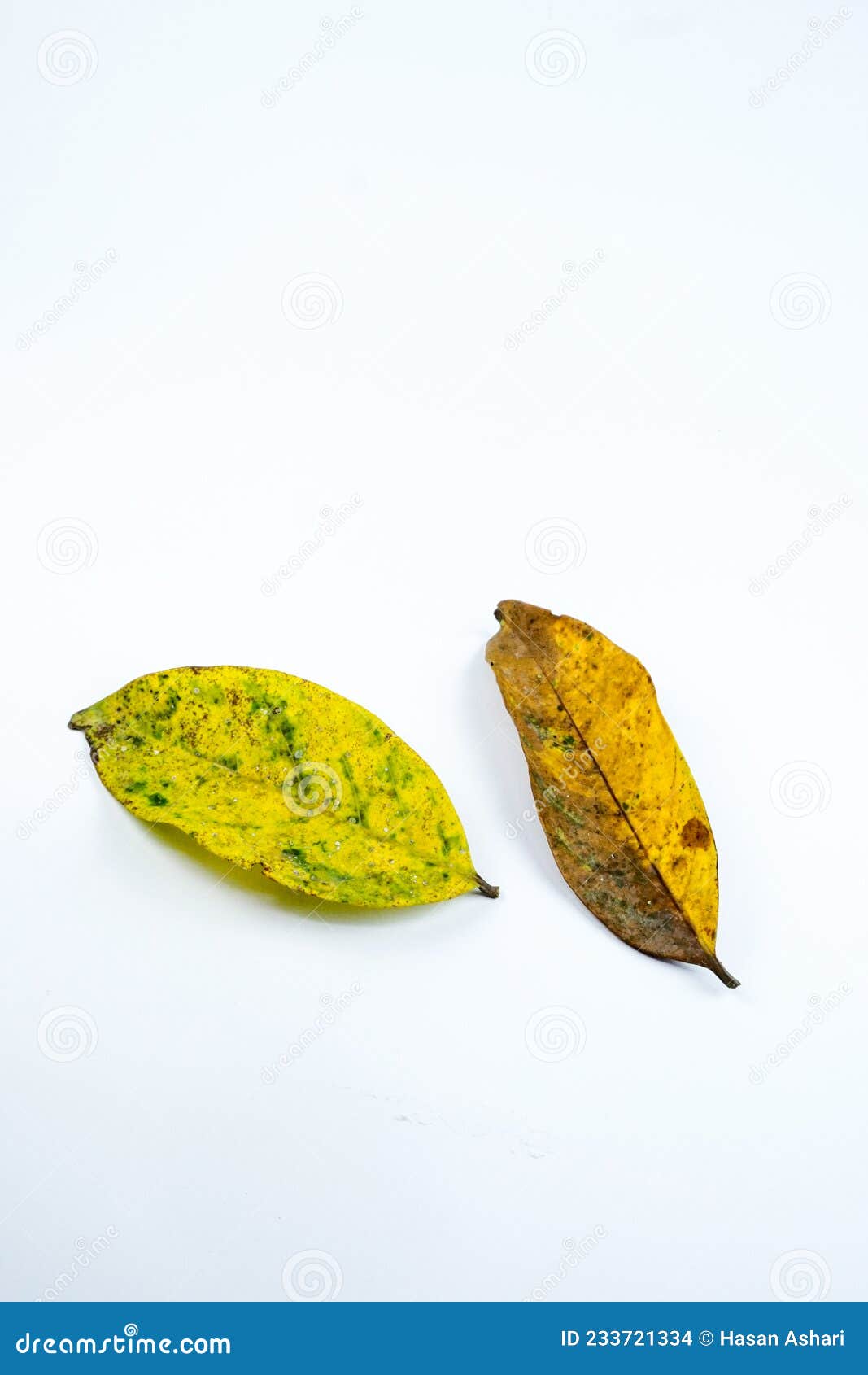 Half Dried Leaves on White Background Stock Photo - Image of fruit ...