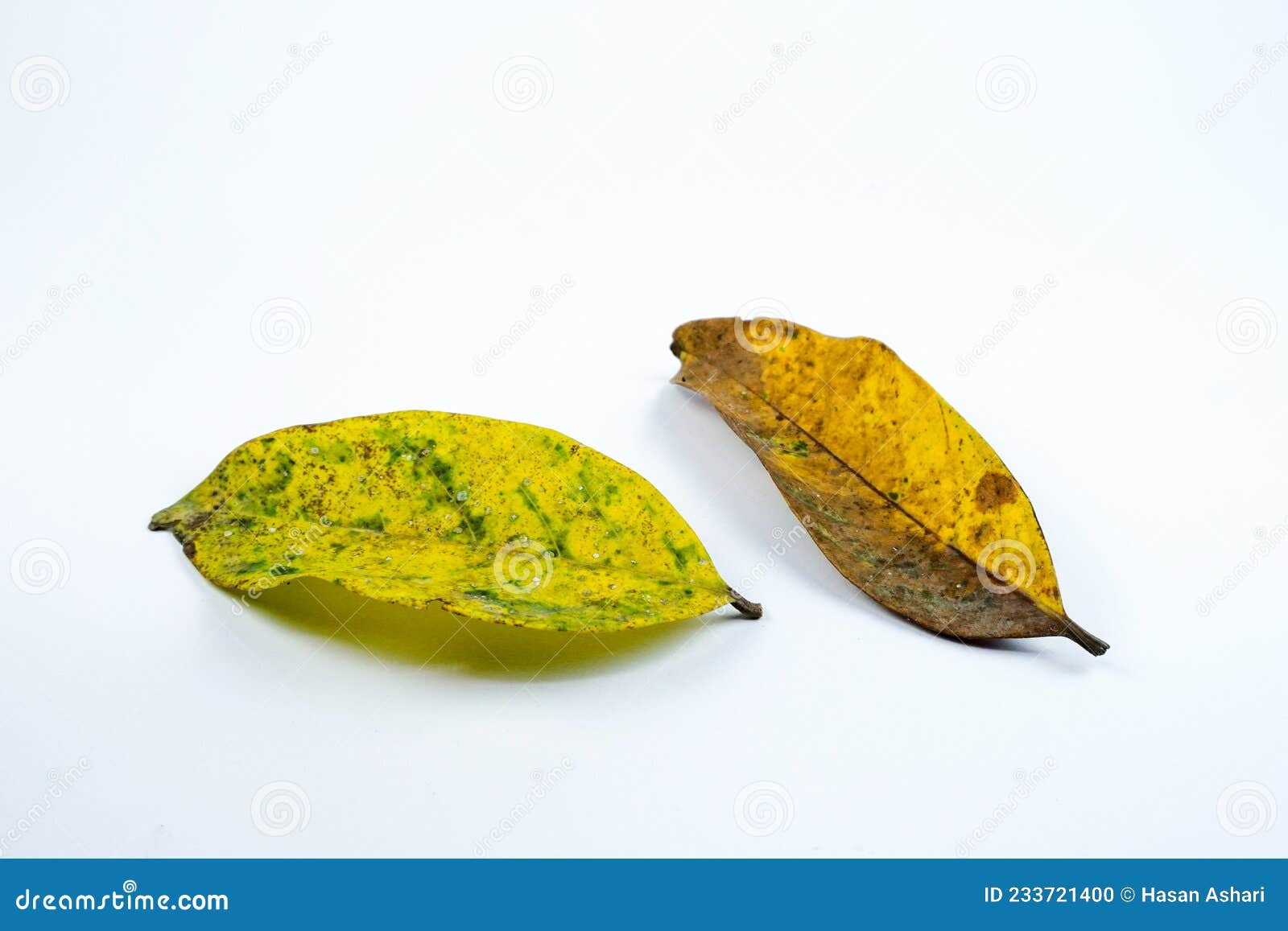 Half Dried Leaves on White Background Stock Photo - Image of petal ...