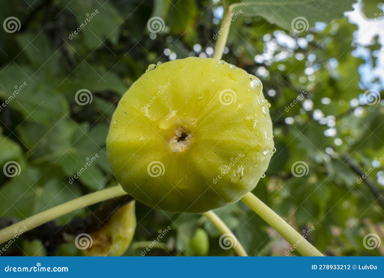 A fig on the fig tree stock photo. Image of white, tree - 278933212
