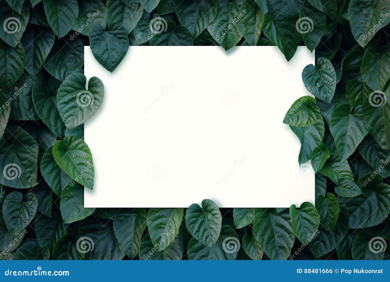 Leaves with White Paper Blank, Nature and Environment Conc Stock ...