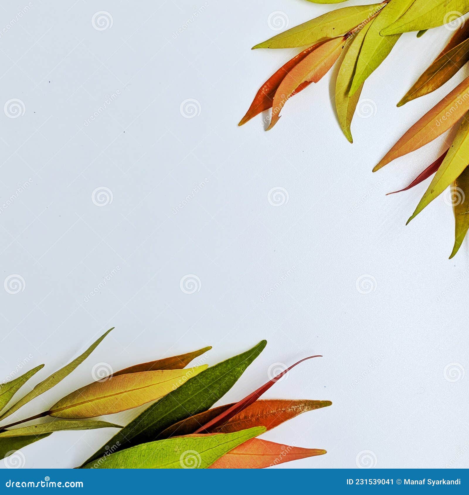 Leaves on White Paper. Leaf Frames Stock Image - Image of leaves, petal ...
