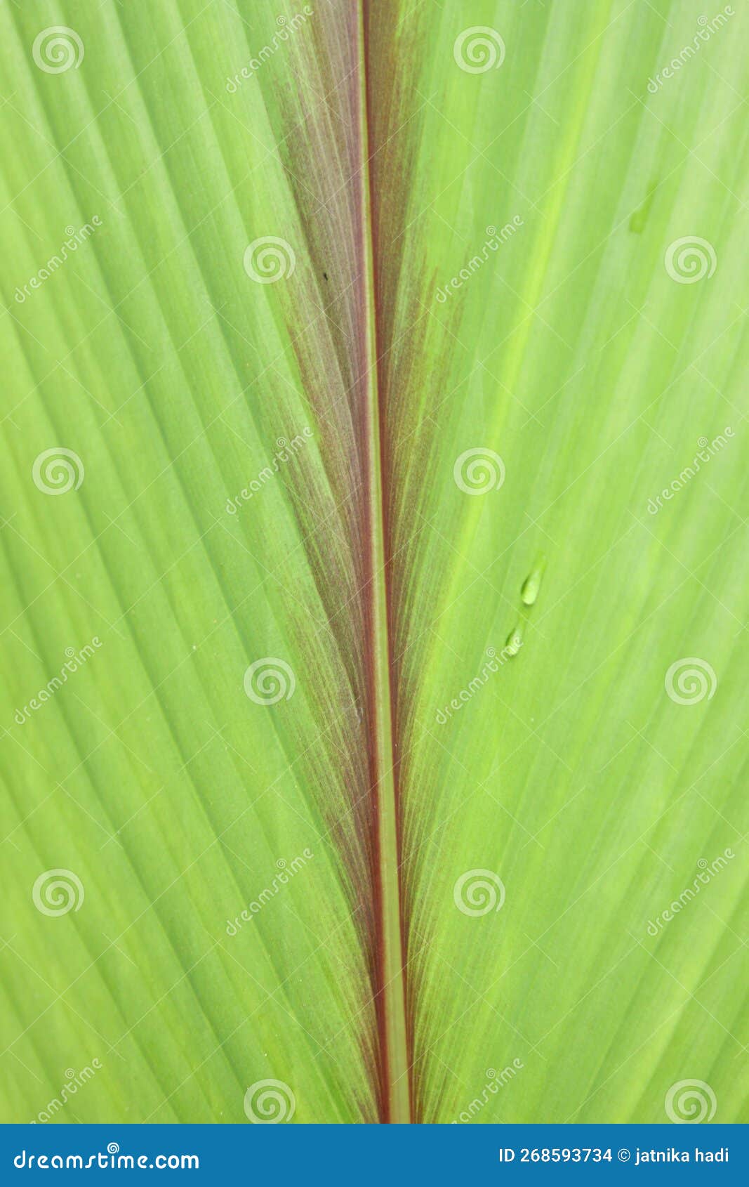 The Leaves of the White Temu Tree in Indonesia are Green with a Red ...