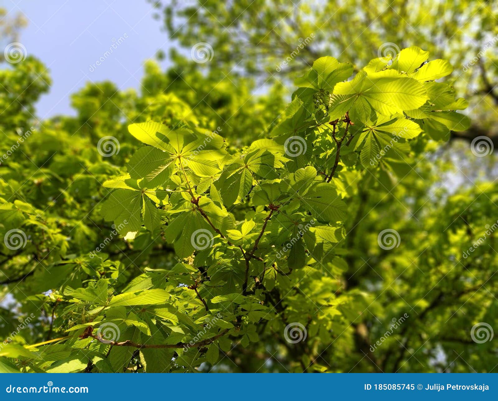 Leaves of a Wild Chestnut. Branches with Fresh Herbs Stock Image ...