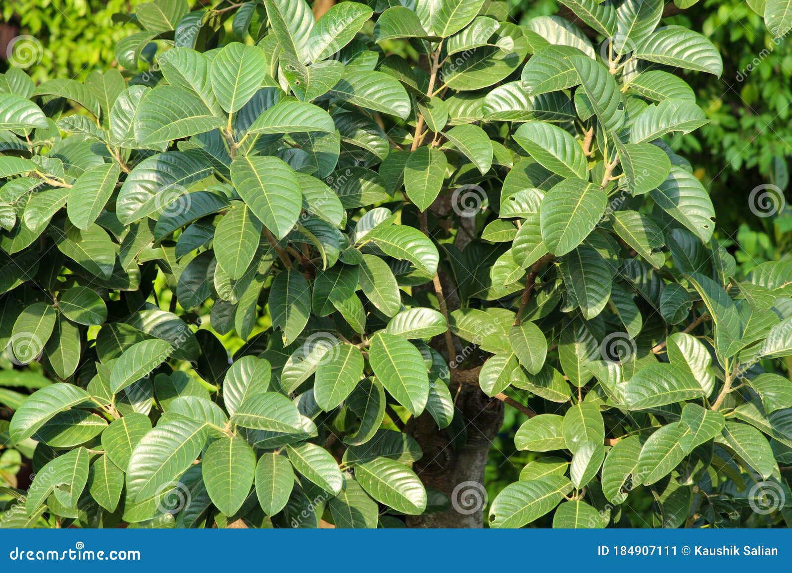 Leaves of Wild Jack Fruit Tree Stock Image - Image of healthy ...