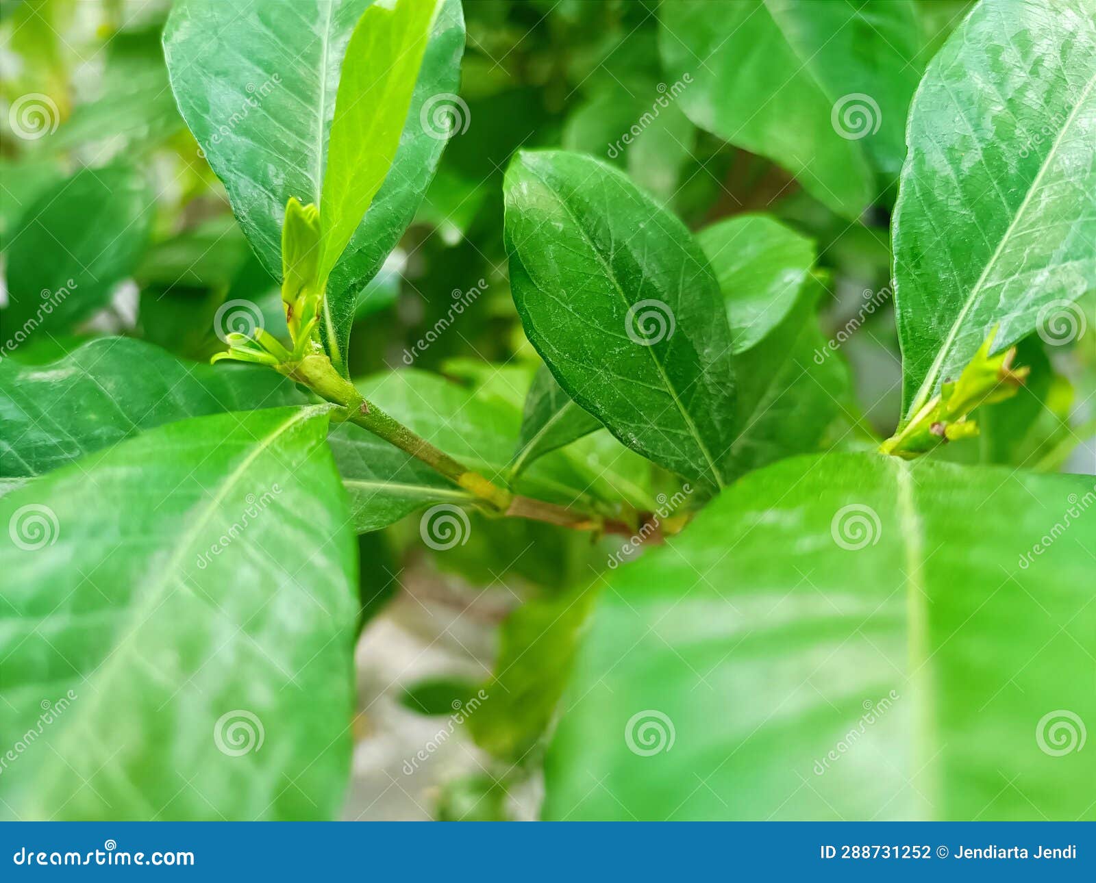 Leaves that Will Grow and Multiply Stock Photo - Image of nature, grow ...