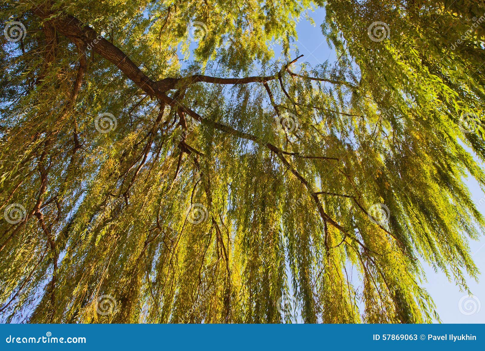 Leaves of willow at sunset stock image. Image of countryside - 57869063