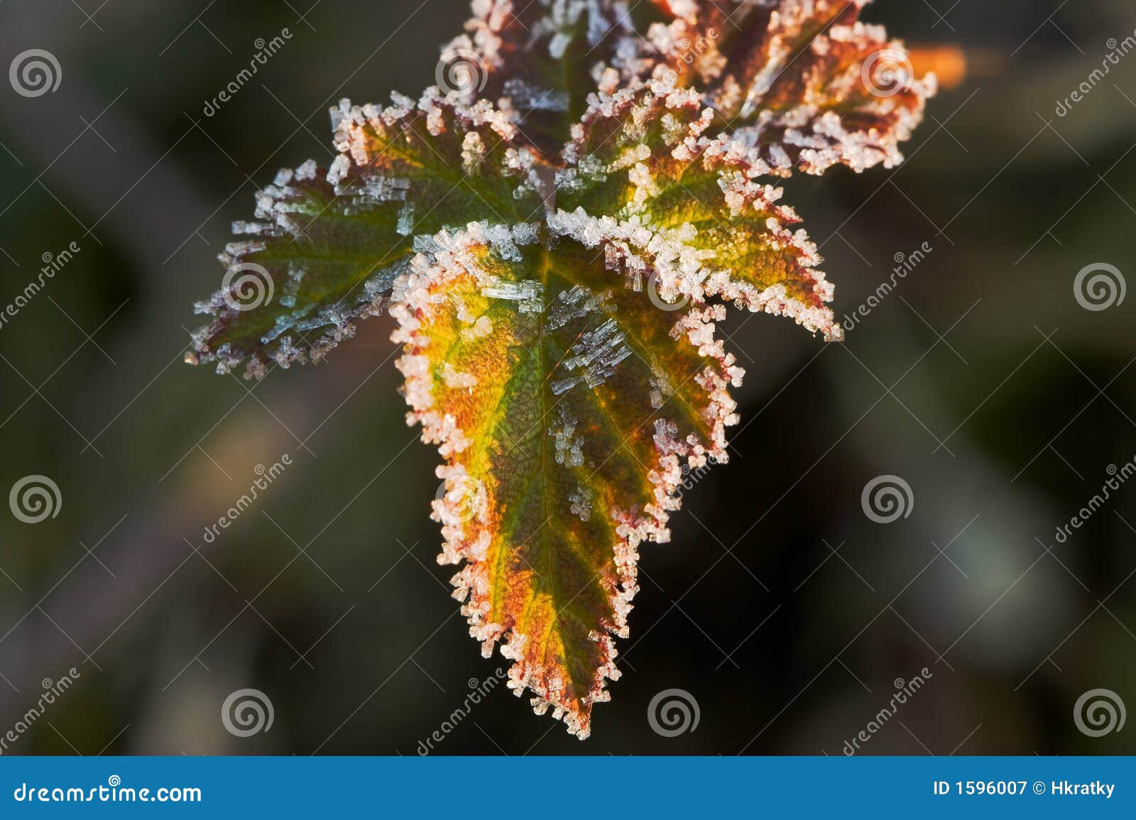 Winter Leaves In The Water In The Gorge Of Richtis At Winter, Crete ...