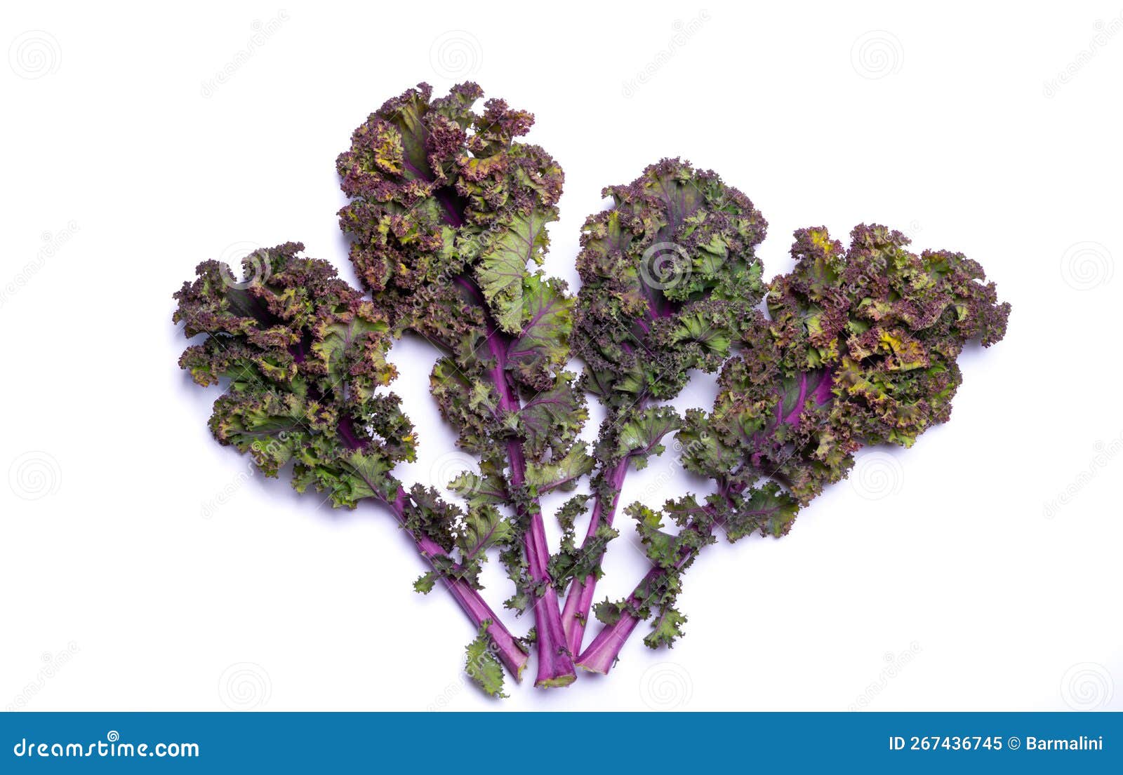 Leaves of Winter Vegetable Purple Kale Cabbage on White Background ...
