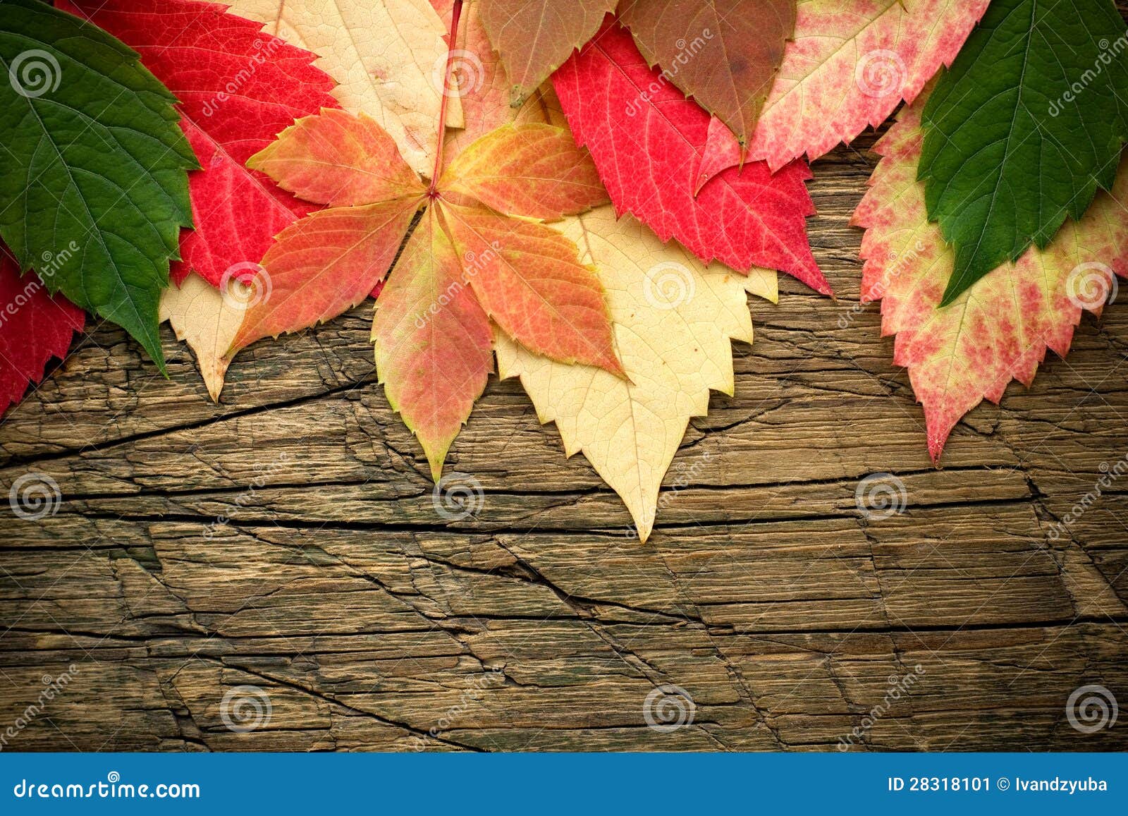 Leaves on wood background stock image. Image of maple - 28318101