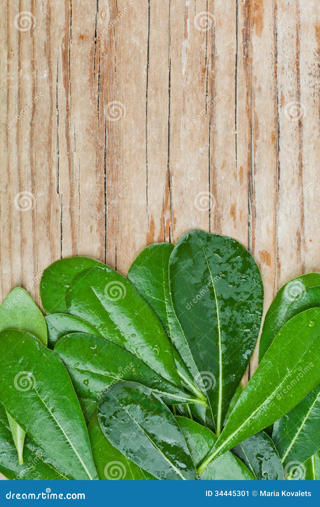 Leaves on Wooden Background Stock Image - Image of blank, grunge: 34445301