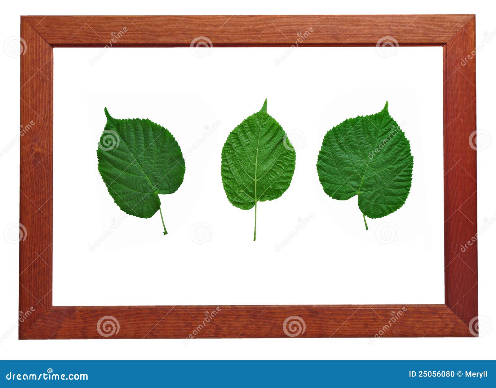 Leaves in wooden frame stock photo. Image of natural - 25056080