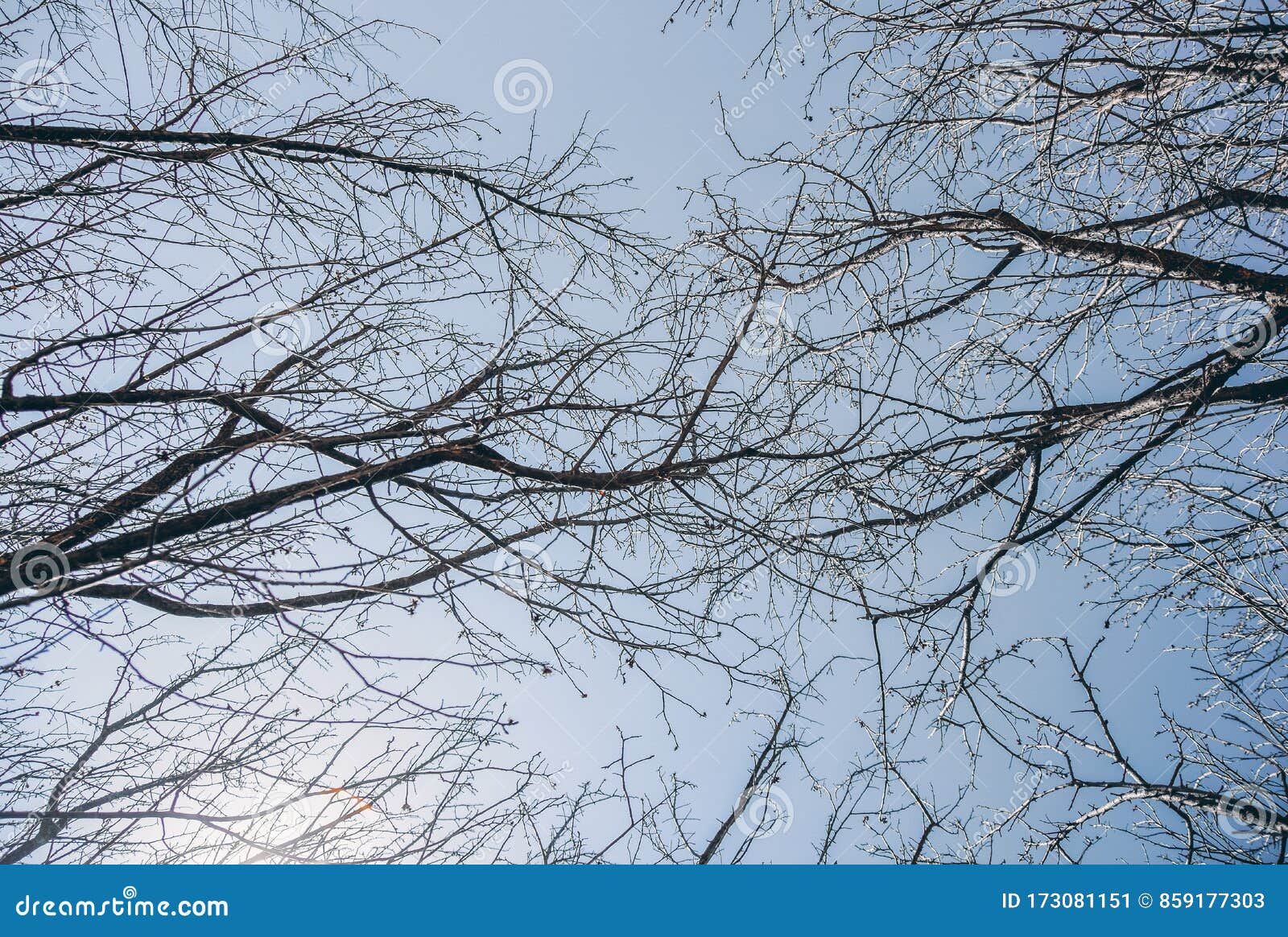 Withered trees stock image. Image of barren, fallen - 173081151
