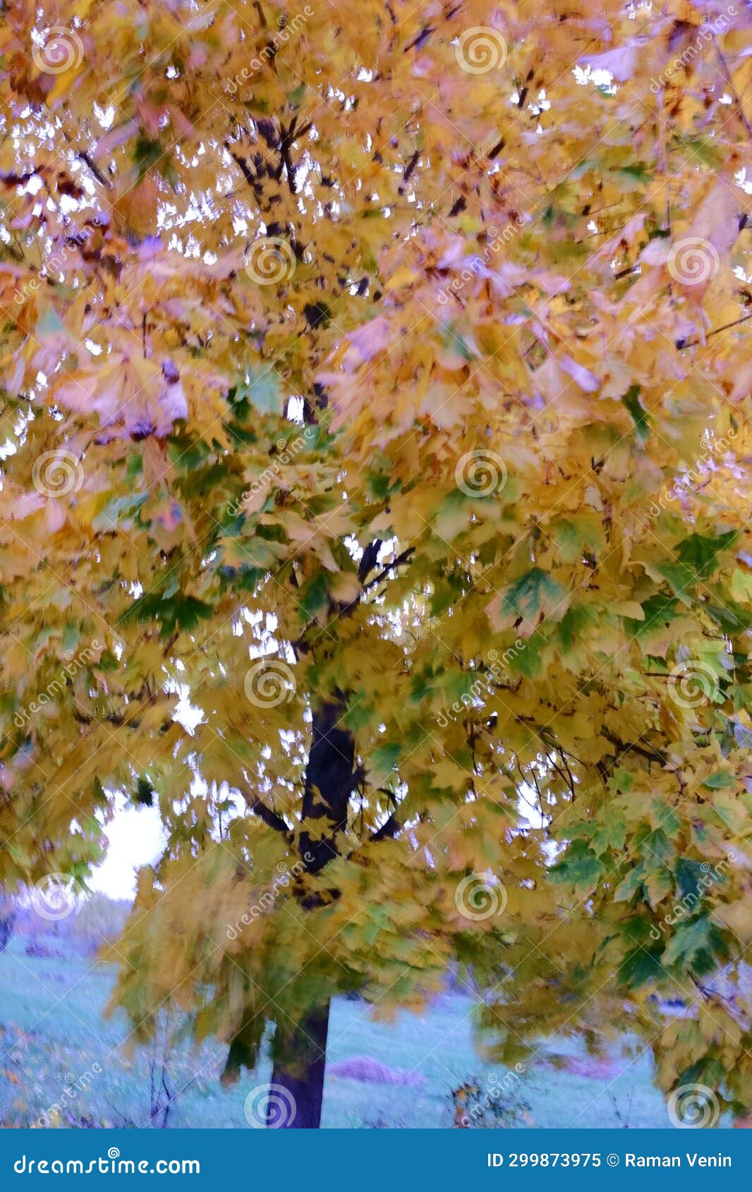 The Leaves of a Yellowed Maple Swaying in the Wind are Out of Focus ...