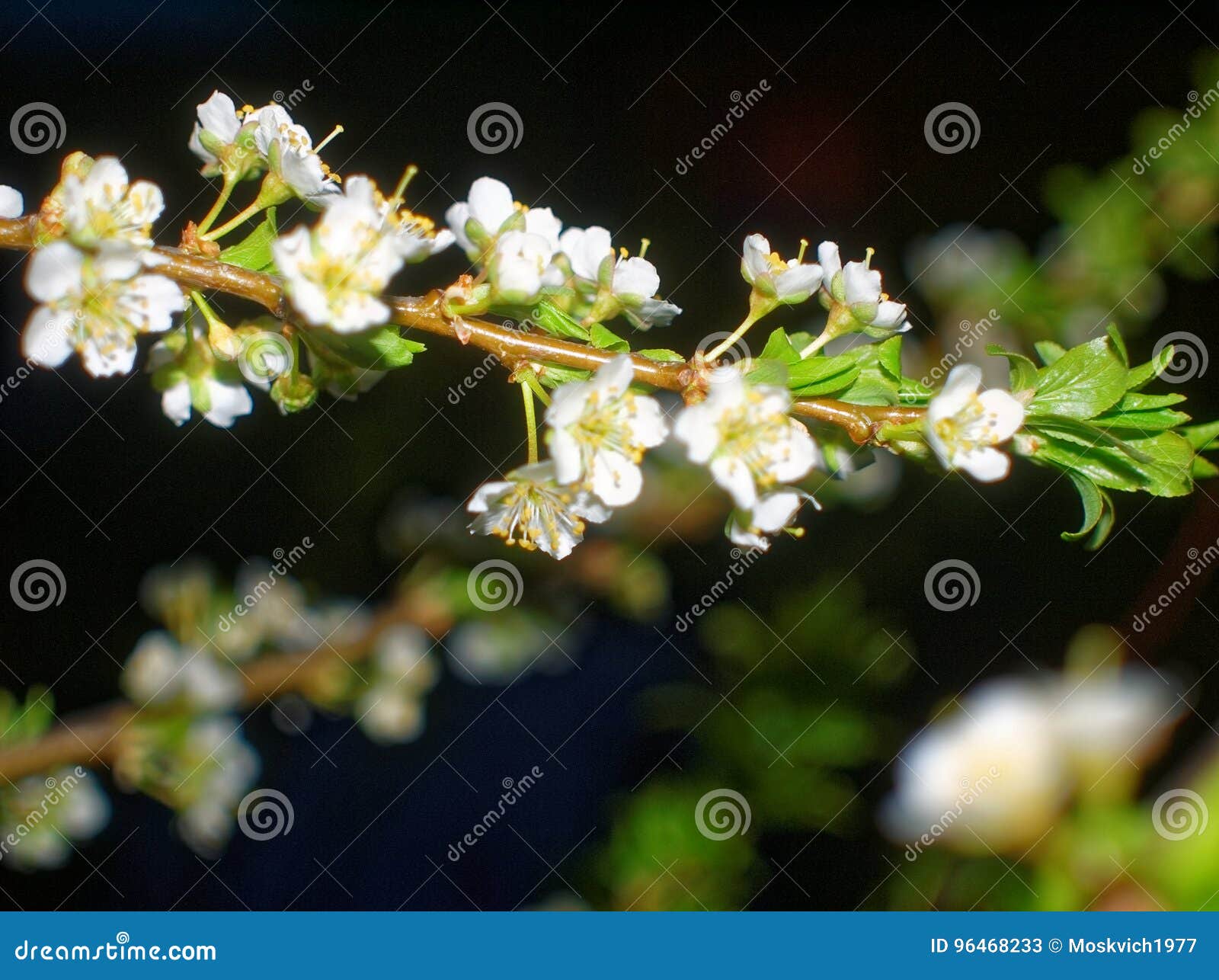 The Leaves of the Young Apple Trees at Night Stock Image - Image of ...