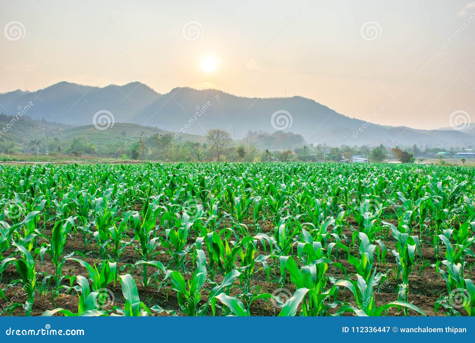 Corn corn corn stock image. Image of background, harvest - 112336447