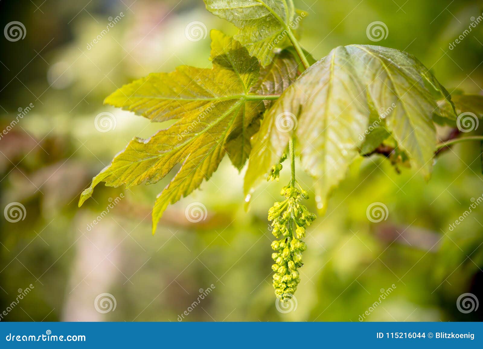 Leaves of young Maple tree stock photo. Image of green - 115216044