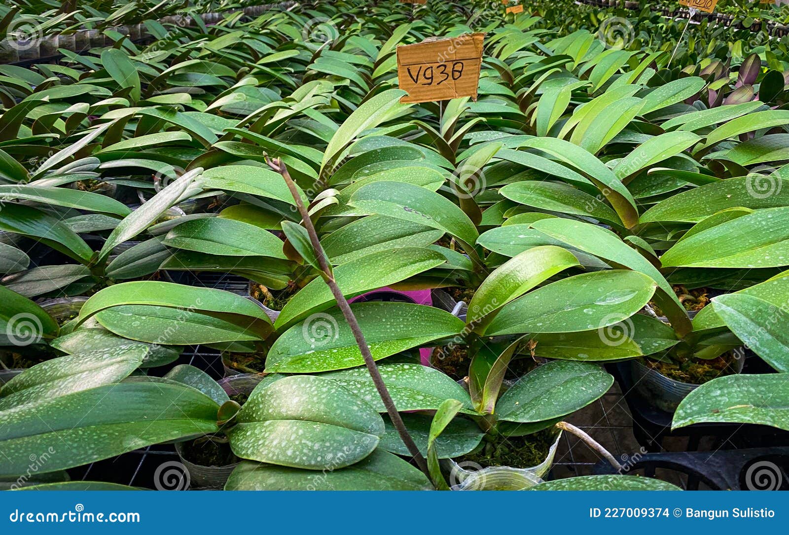 Leaves from Young Orchids Produced from Tissue Culture Stock Photo ...