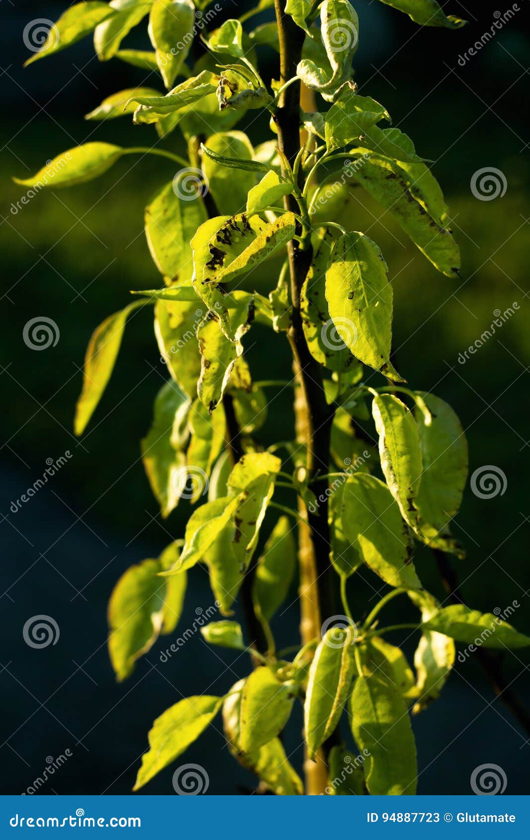 Leaves on a Young Pear Tree Stock Image - Image of stem, tree: 94887723