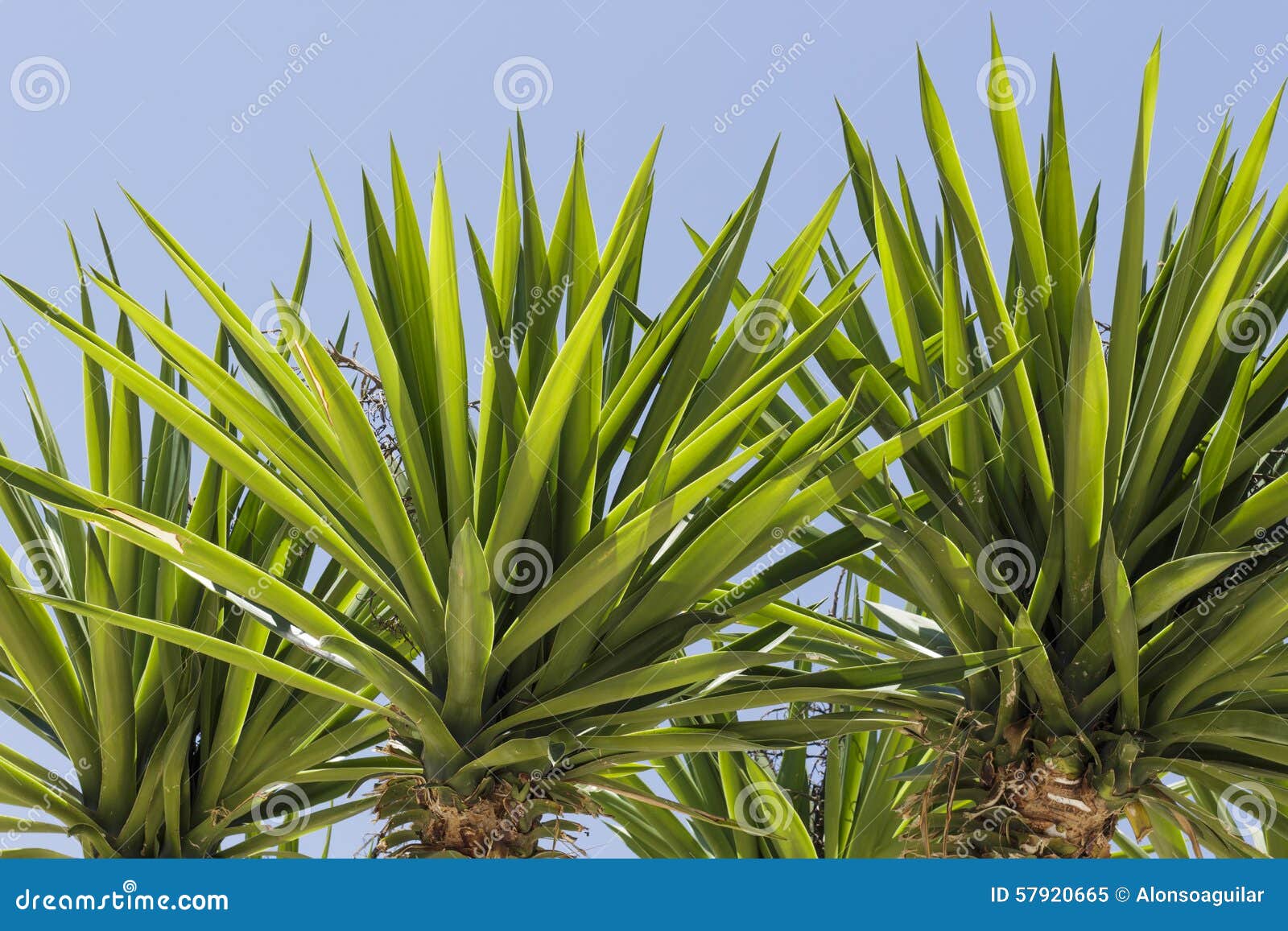 Leaves of a yucca stock image. Image of blue, nature - 57920665