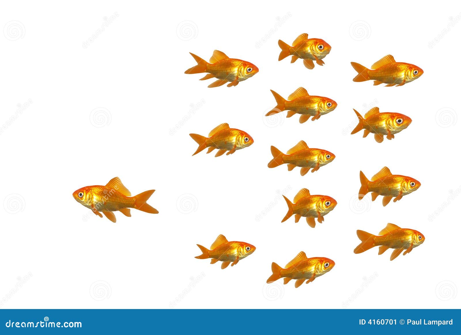 Leaving fish stock image. Image of orange, motivation - 4160701