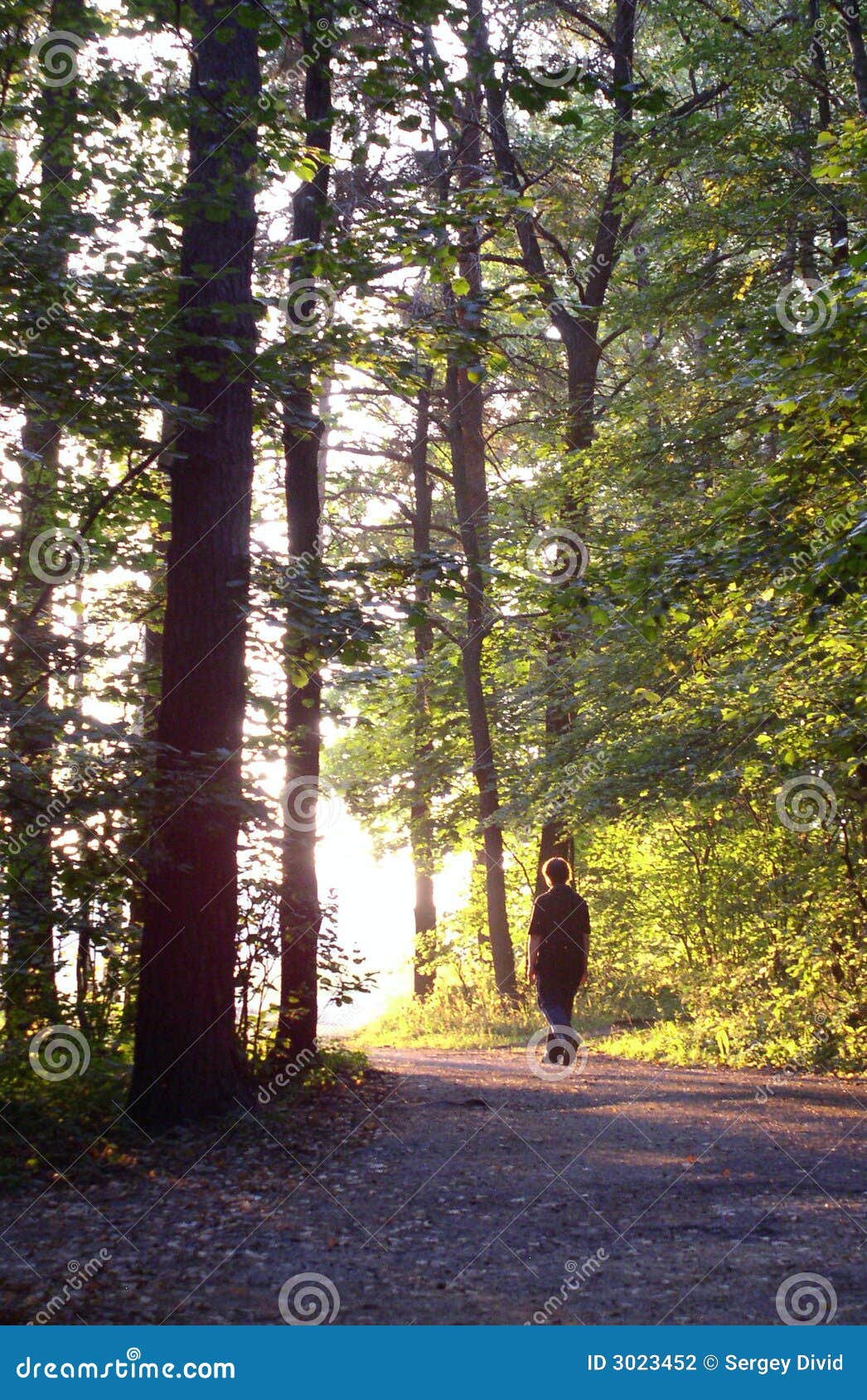 Leaving The Forest II Picture. Image: 3023452