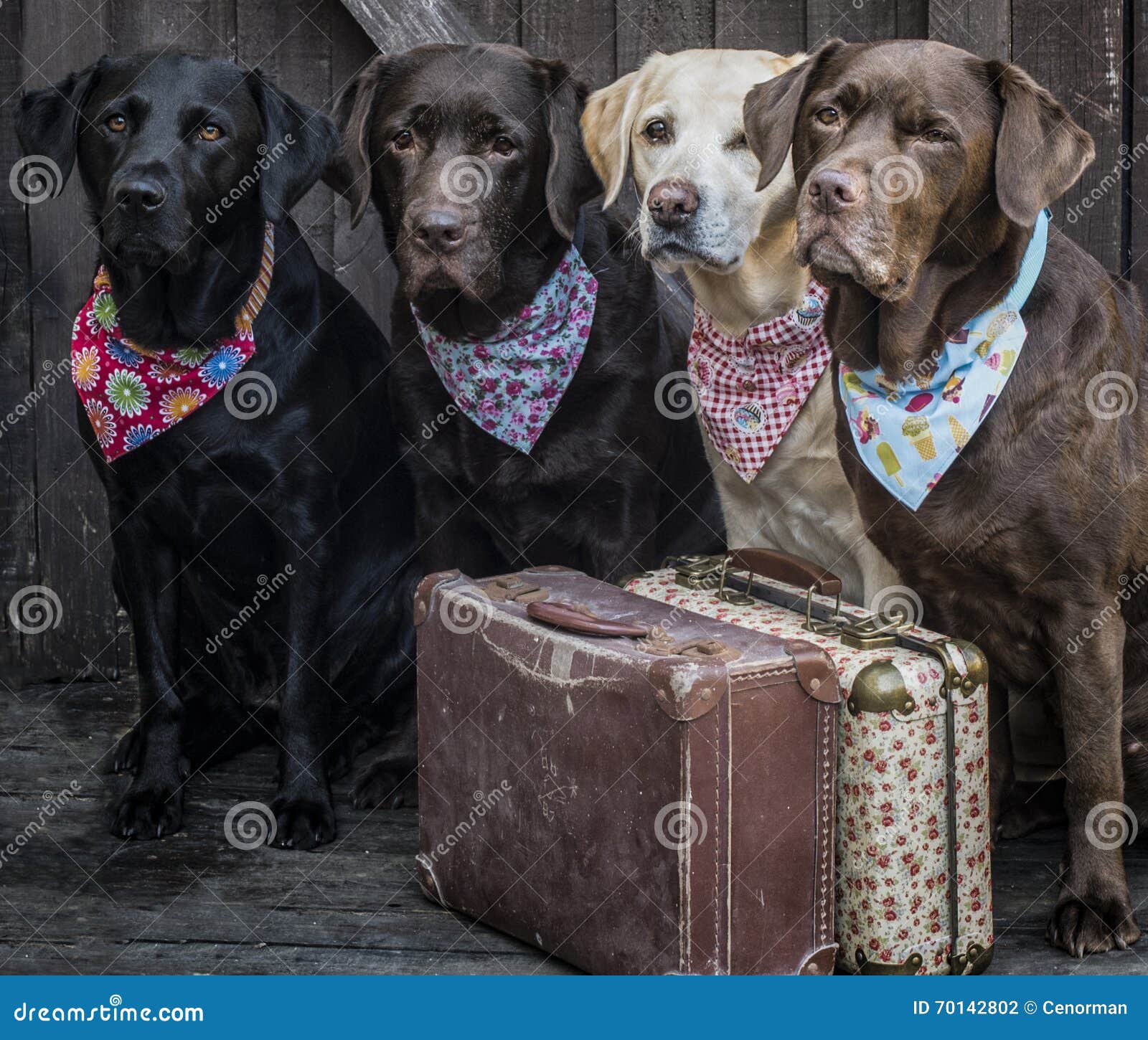 Four Labradors Stock Image | CartoonDealer.com #49089733