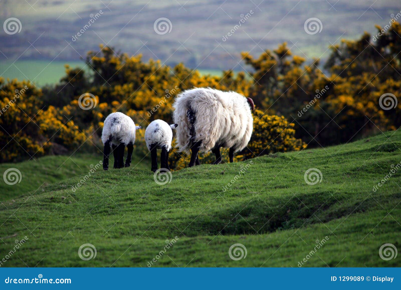 Leaving sheep stock image. Image of rural, lively, shear - 1299089