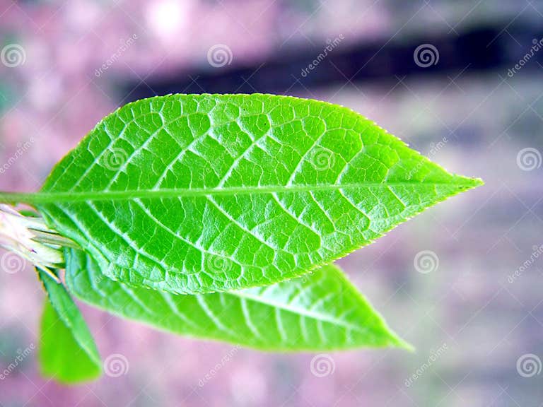 Leavs growing stock photo. Image of details, leafy, organism - 113118