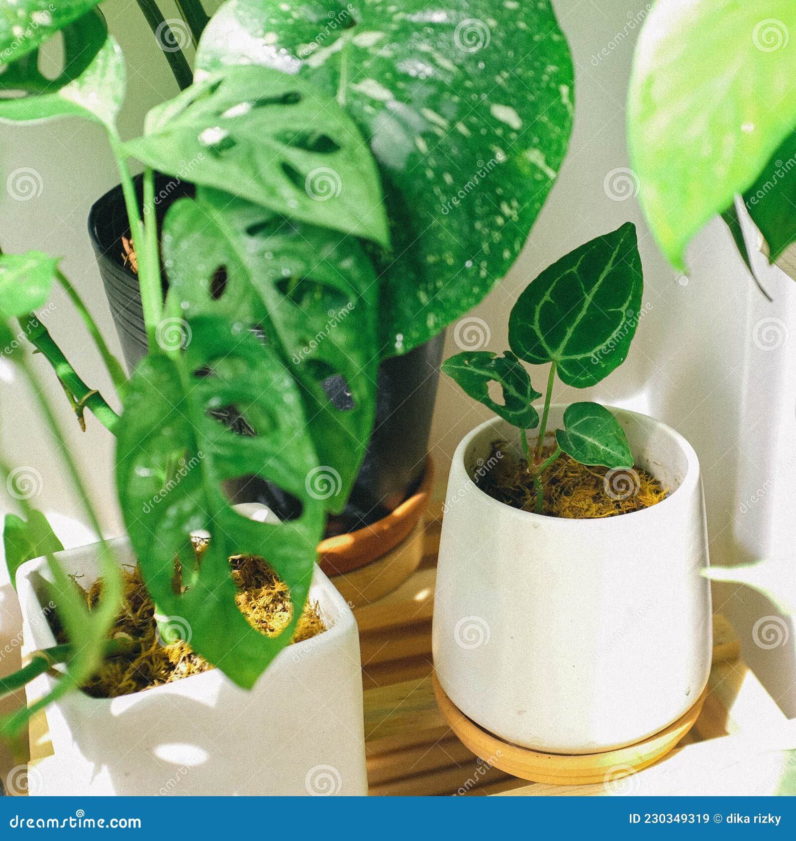 Leavs stock image. Image of fruit, leaf, garden, tree - 230349319