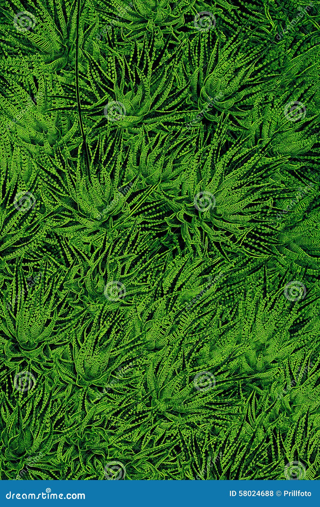 Leavy green stock photo. Image of nature, green, thorny - 58024688