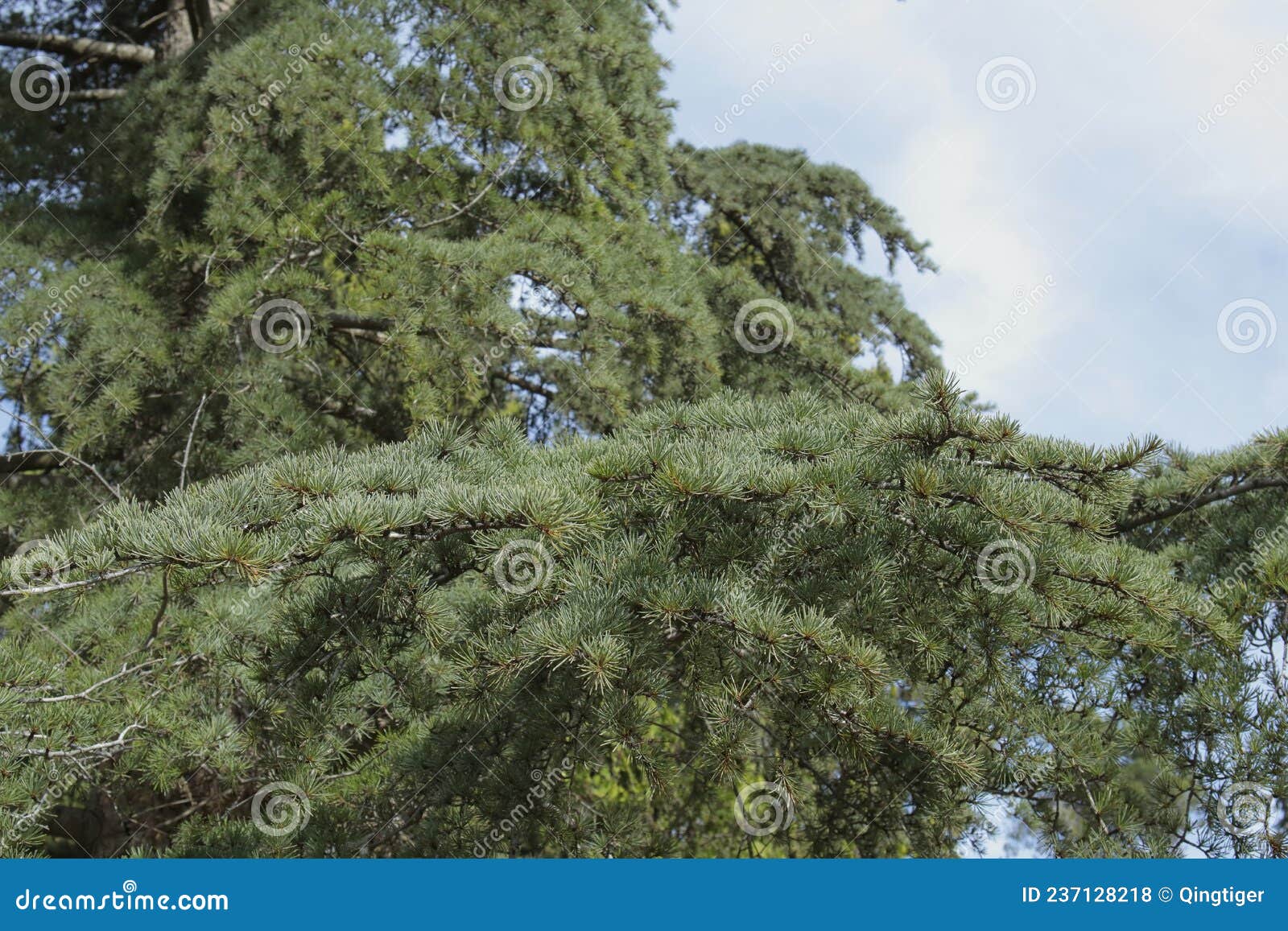 Himalayan Fig Tree Stock Image | CartoonDealer.com #129080689