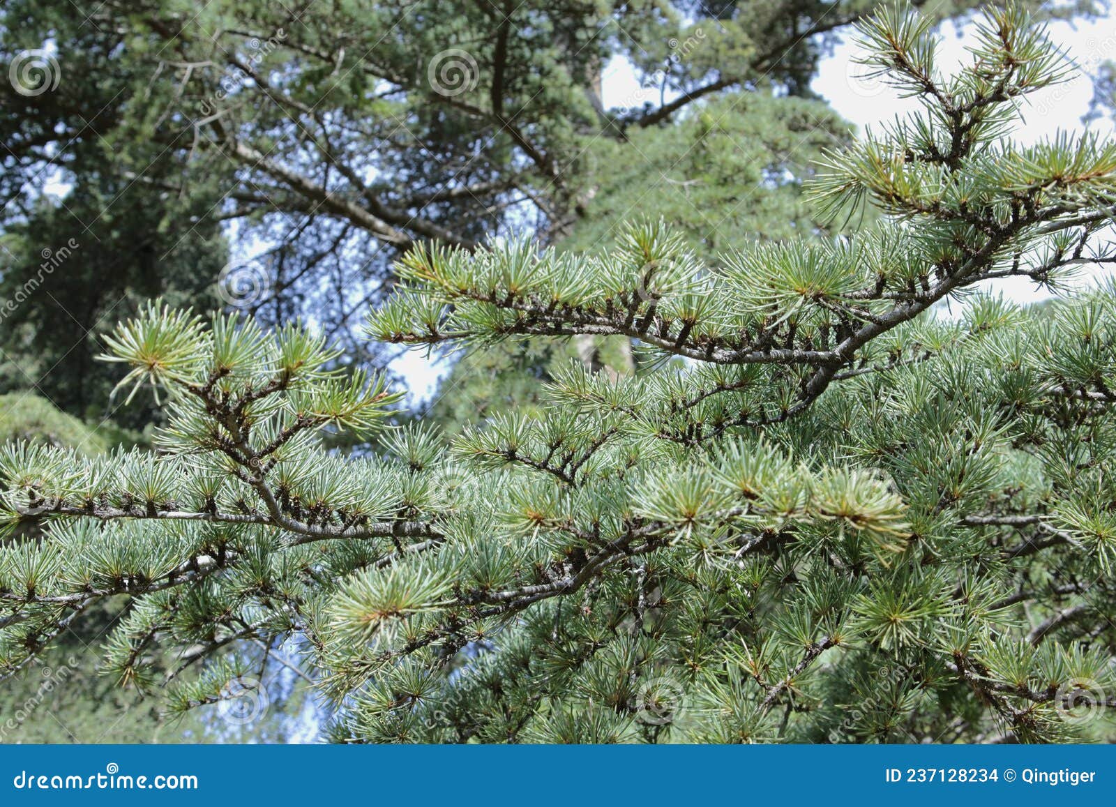 Himalayan Fig Tree Stock Image | CartoonDealer.com #129080689