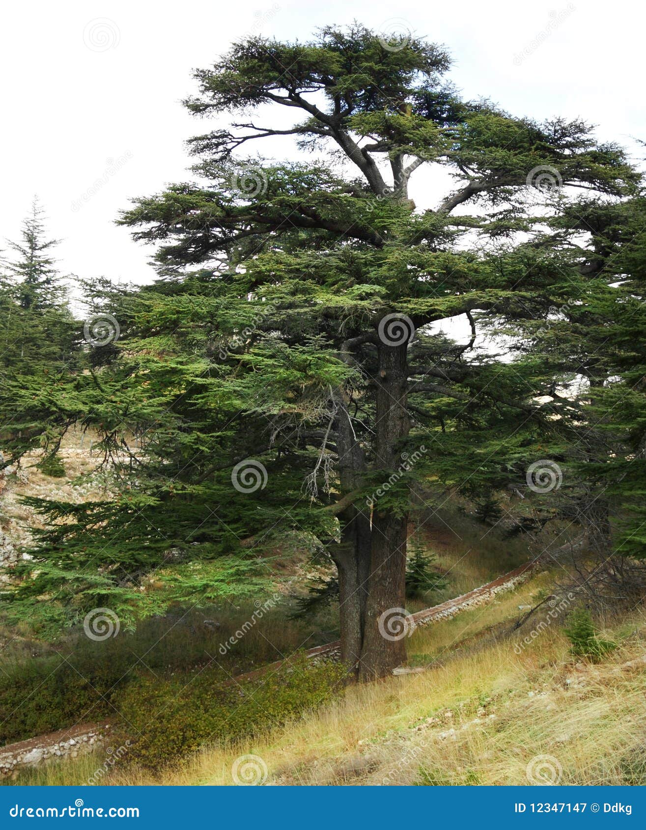 Lebanese Cedar Tree (Cedrus Libani) Stock Image - Image of conifer ...
